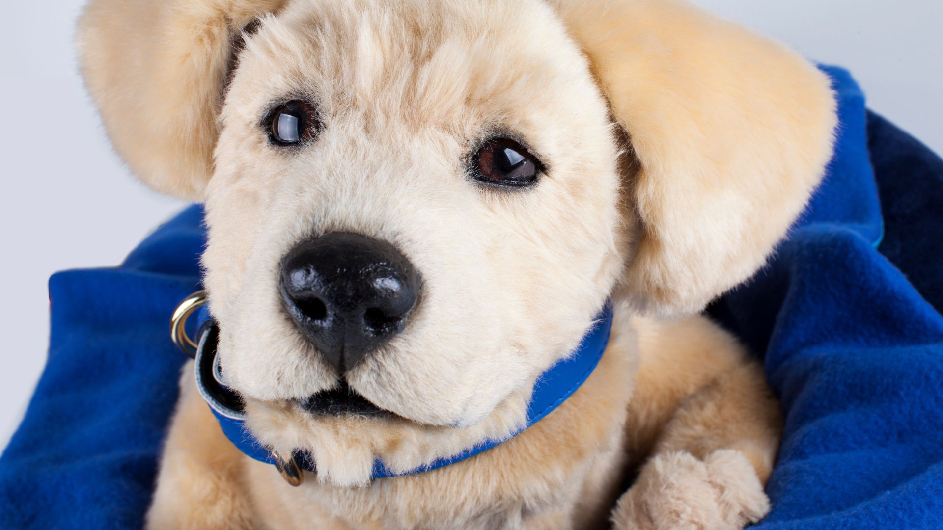 Meet Jennie: Super-realistic robotic puppy to help people with anxiety