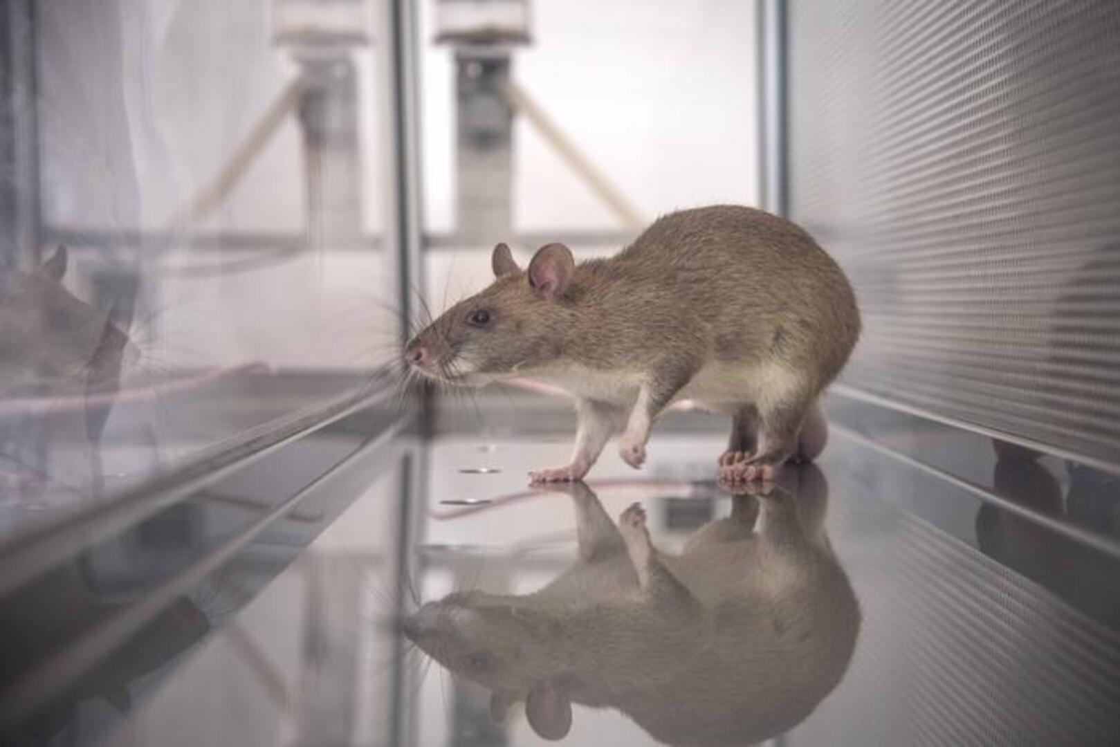 Rats take on illegal wildlife trade by sniffing out tusks, rhino horns