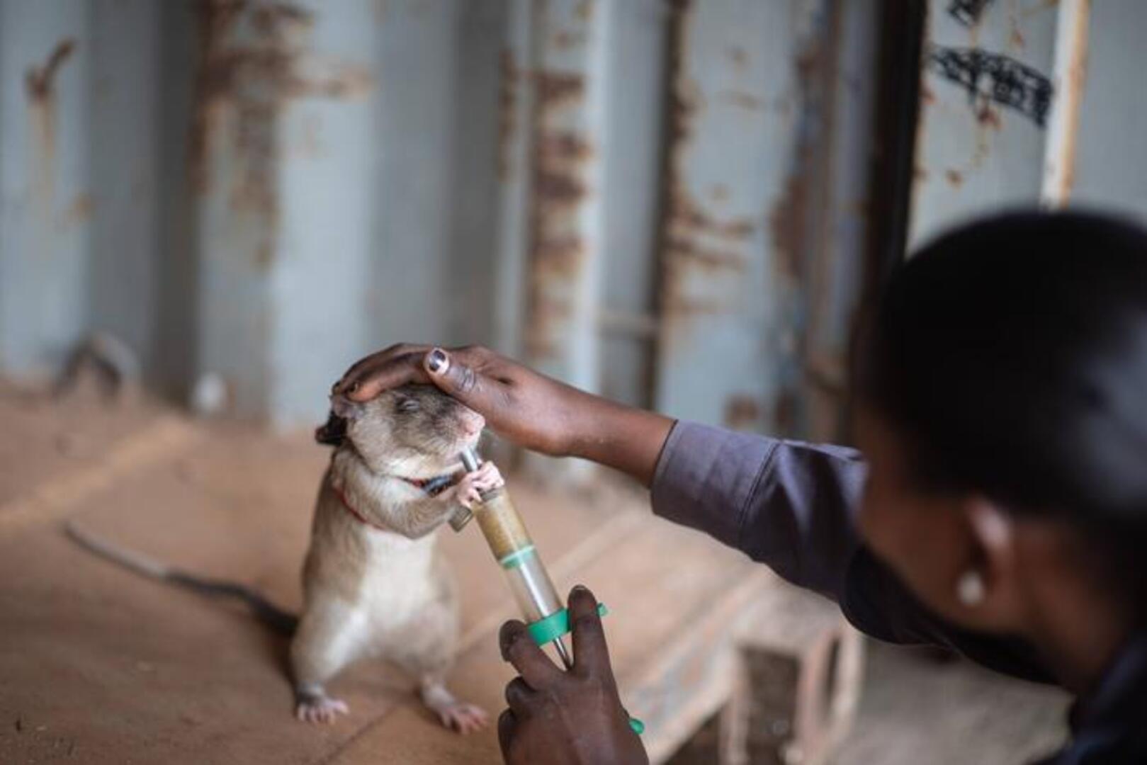 Rats take on illegal wildlife trade by sniffing out tusks, rhino horns