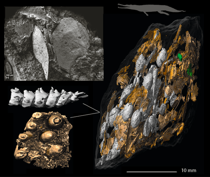 200-million-year-old dinosaur poop unveils ancient diet secrets