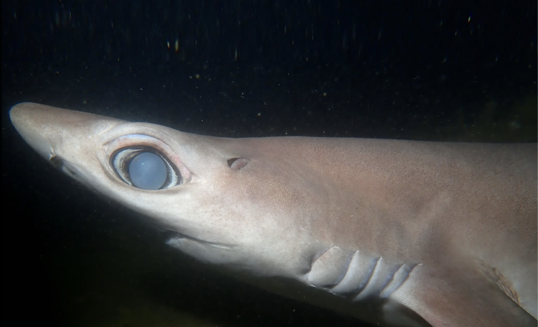 Rare ghostly white shark found in Albania marks a scientific first