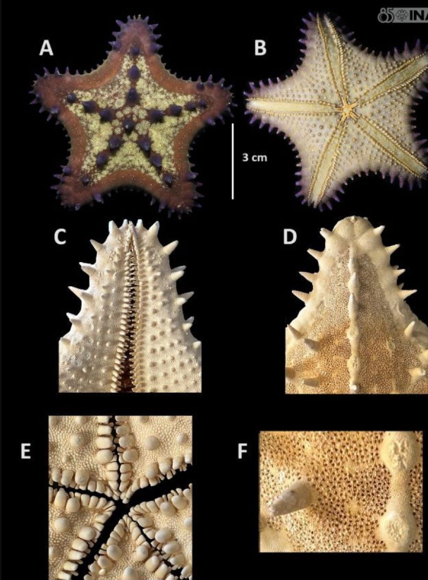1000-year-old starfish relics reveal link between ocean life and art
