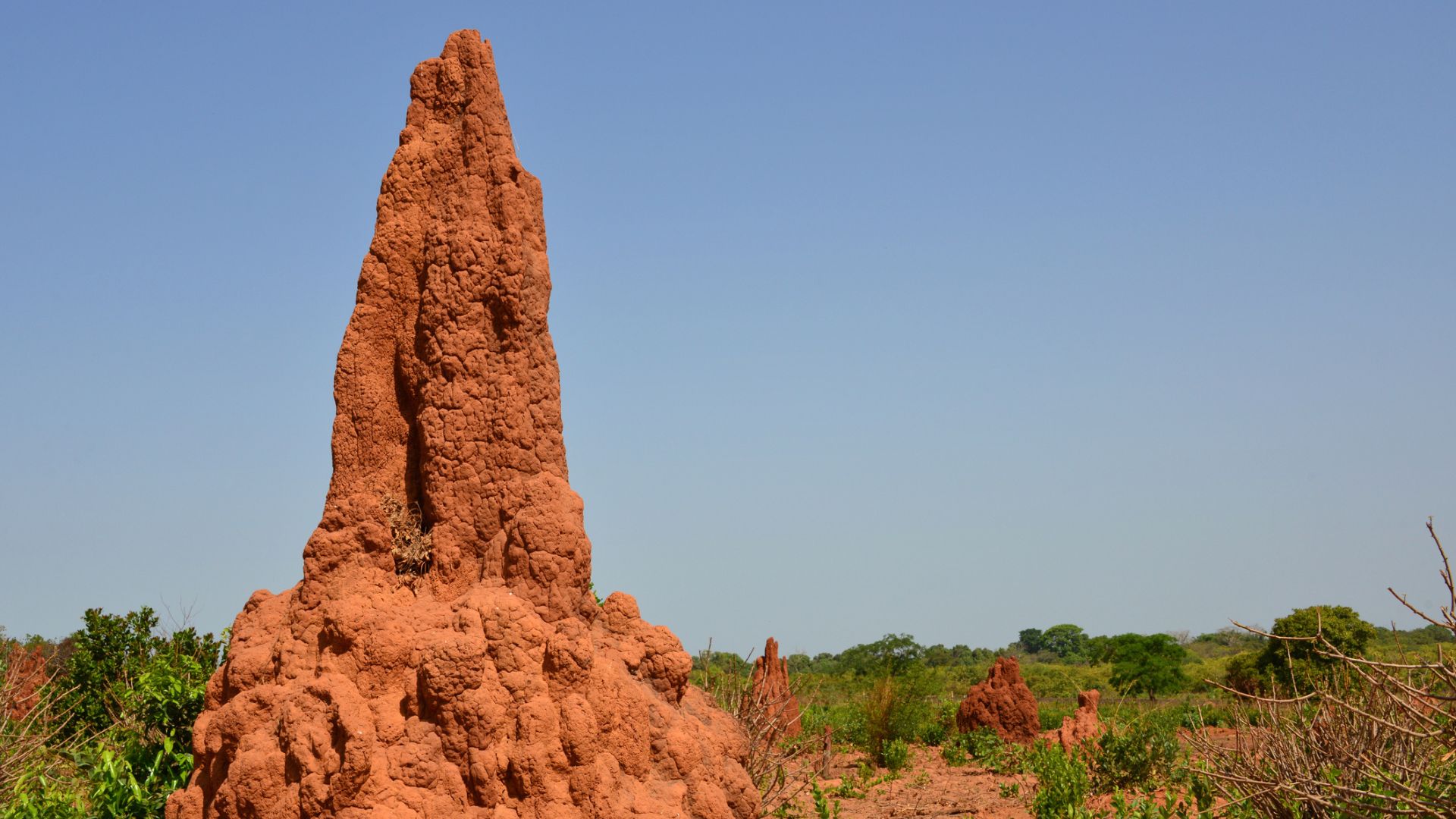 Biomimicry: 7 cases where human design was inspired by nature