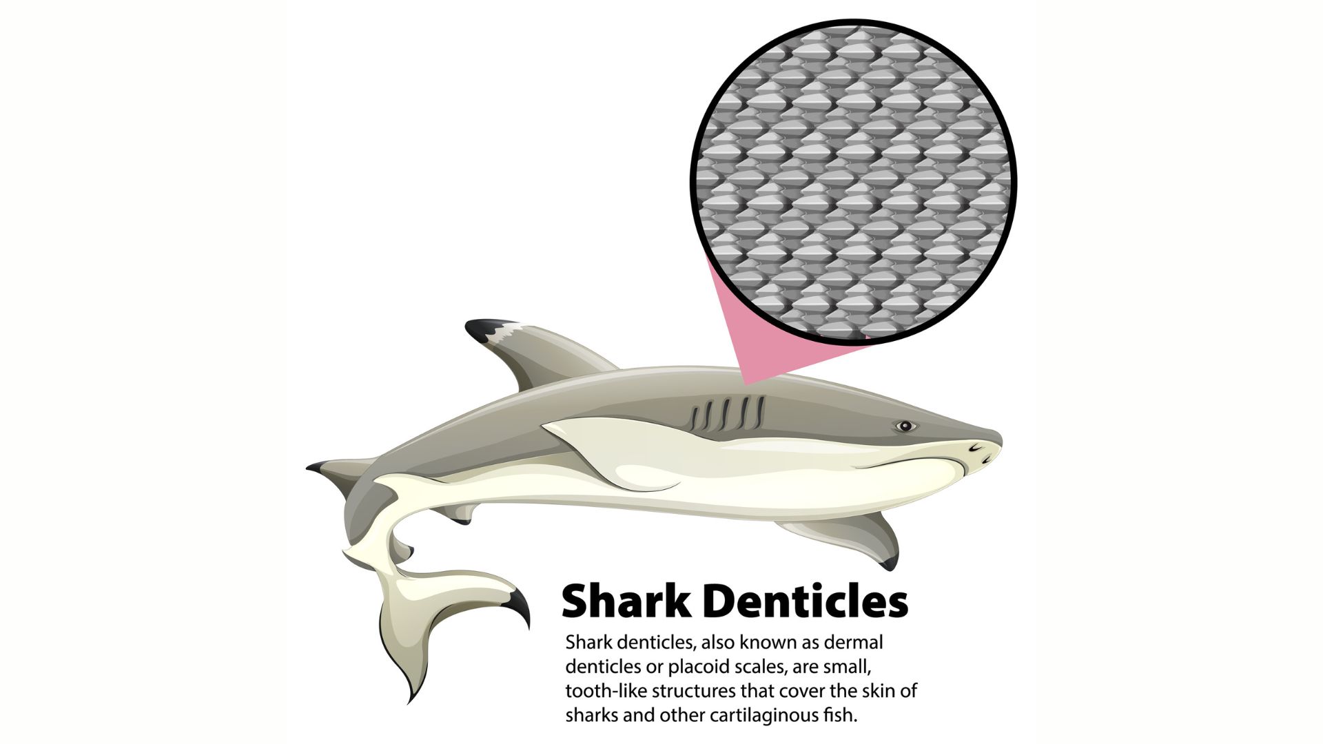 Biomimicry: 7 cases where human design was inspired by nature