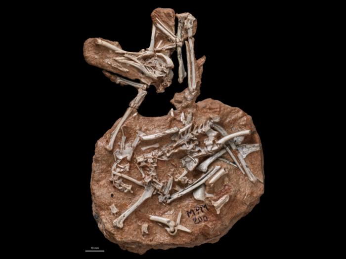 80 million-year-old fossil offers insight into bird brain evolution