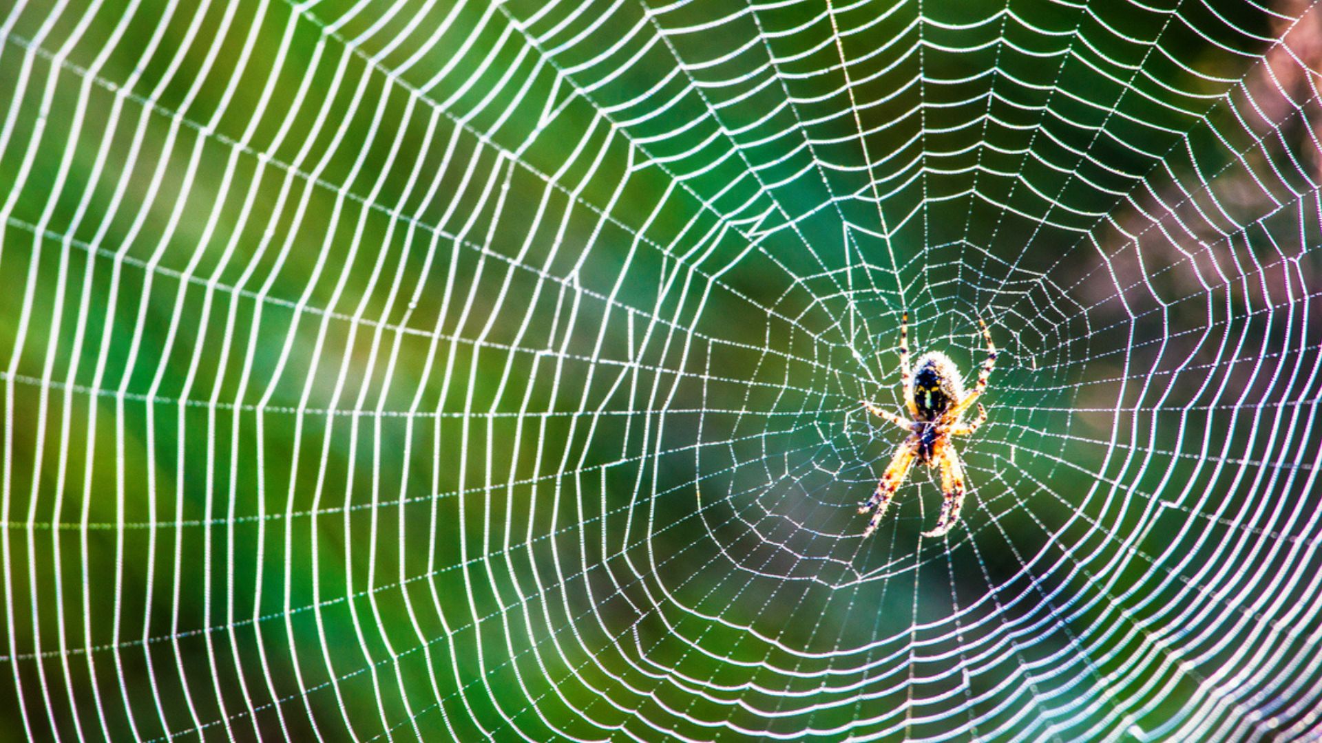 Slingshot spiders hear mosquitoes and launch webs to capture prey