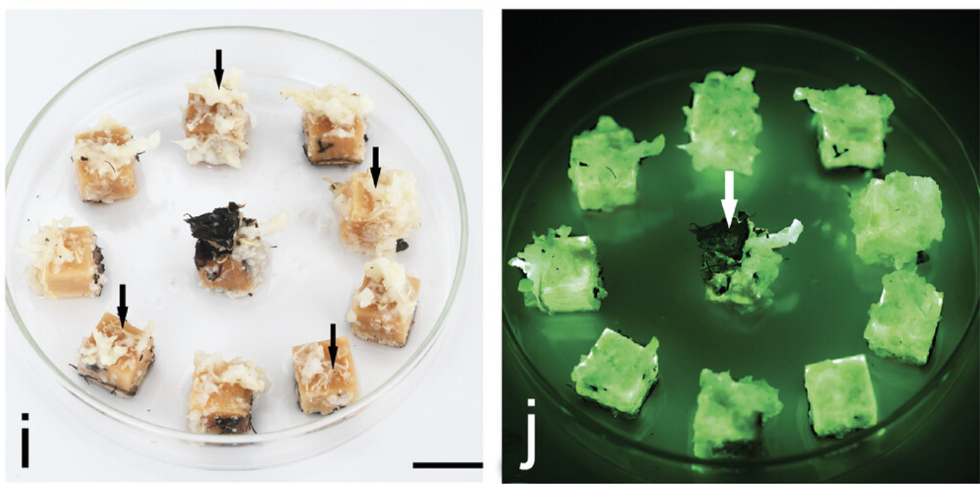 Scientists make wood glow using 2,400-year-old honey fungus