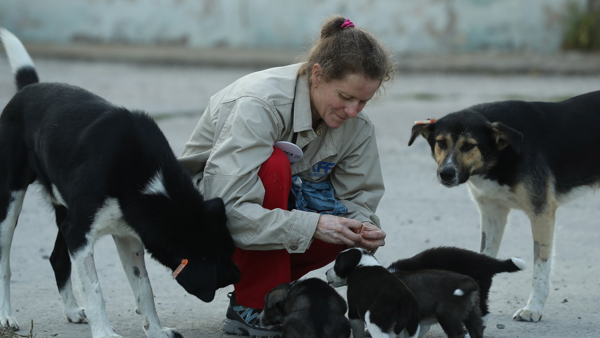Chernobyl's radioactive stray dogs and their mysterious evolution