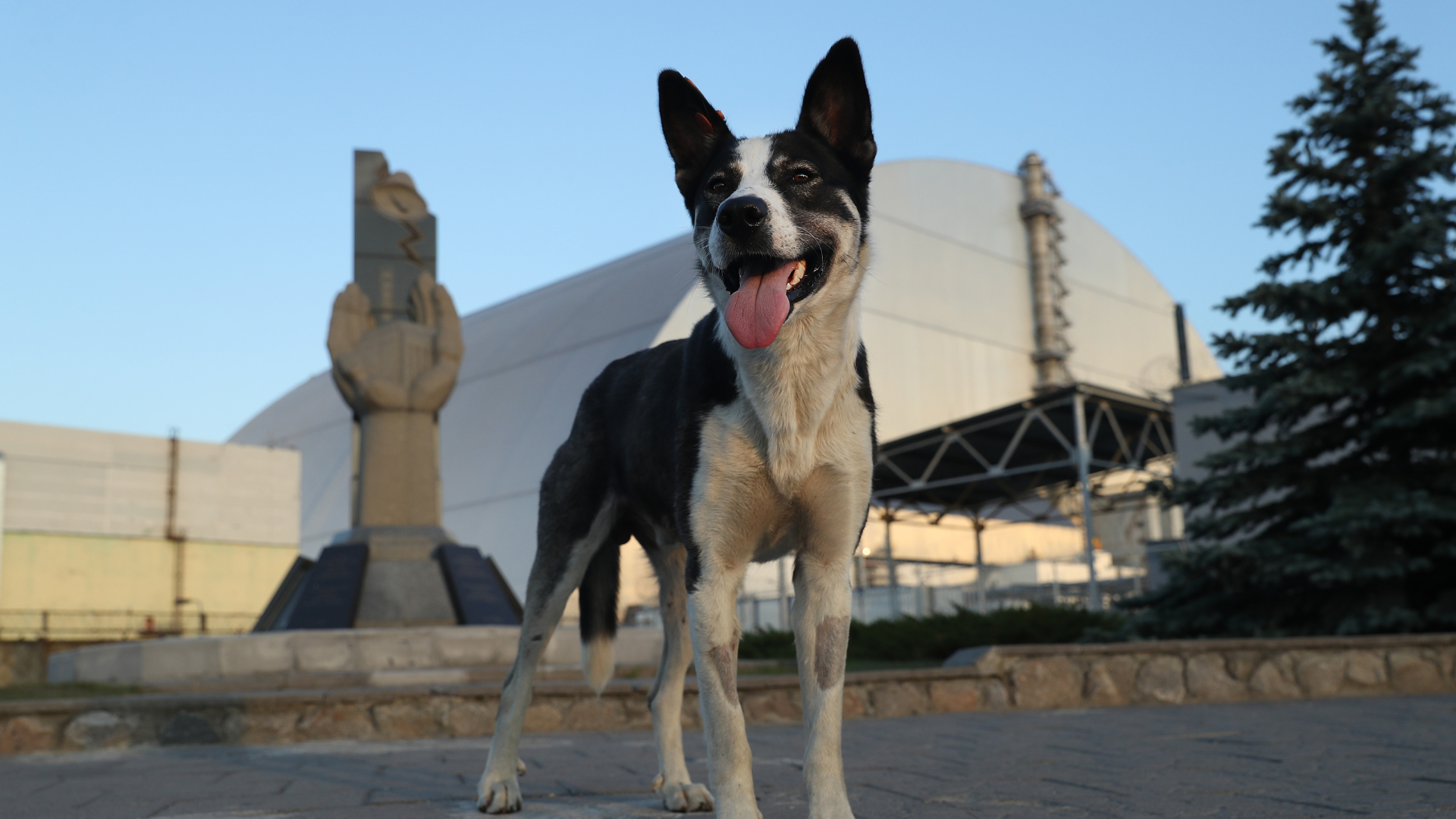 Chernobyl's radioactive stray dogs and their mysterious evolution