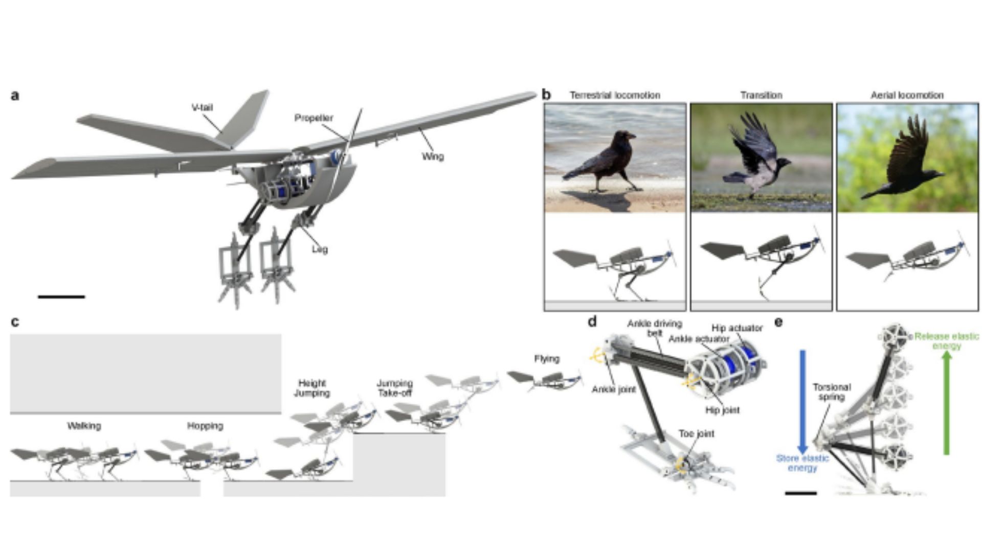 EPFL's bird-inspired RAVEN robot enables walking, hopping, and flight