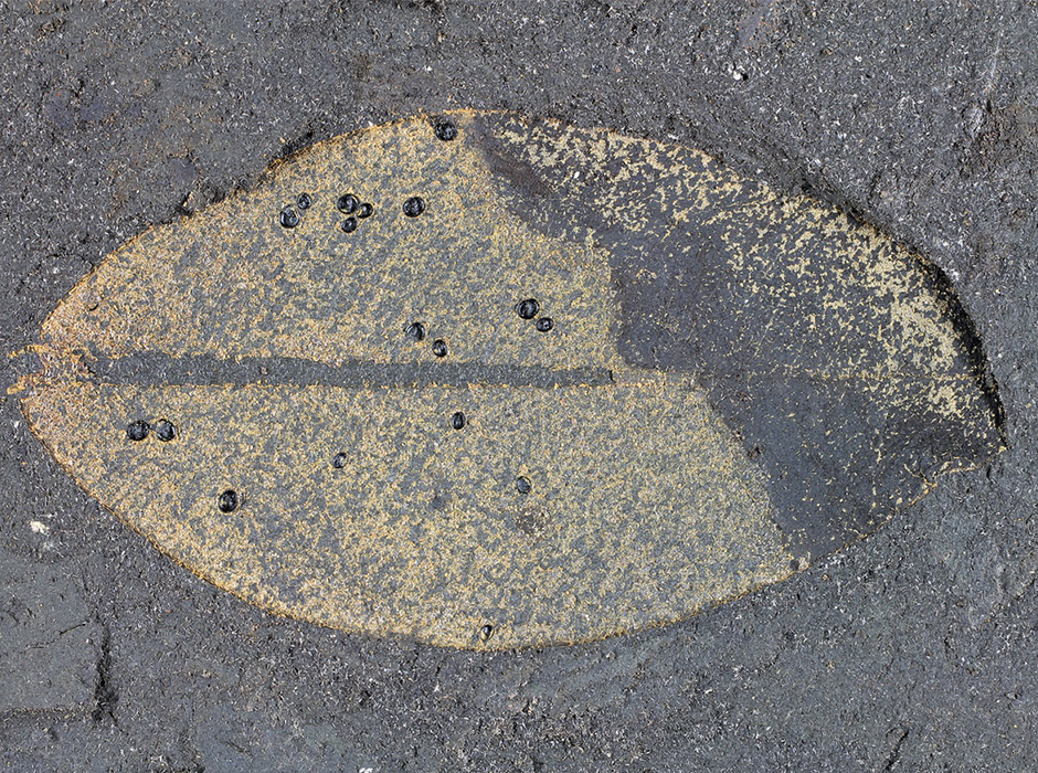 Fossil of rare 1.25 mm insect reveals secrets of ancient New Zealand