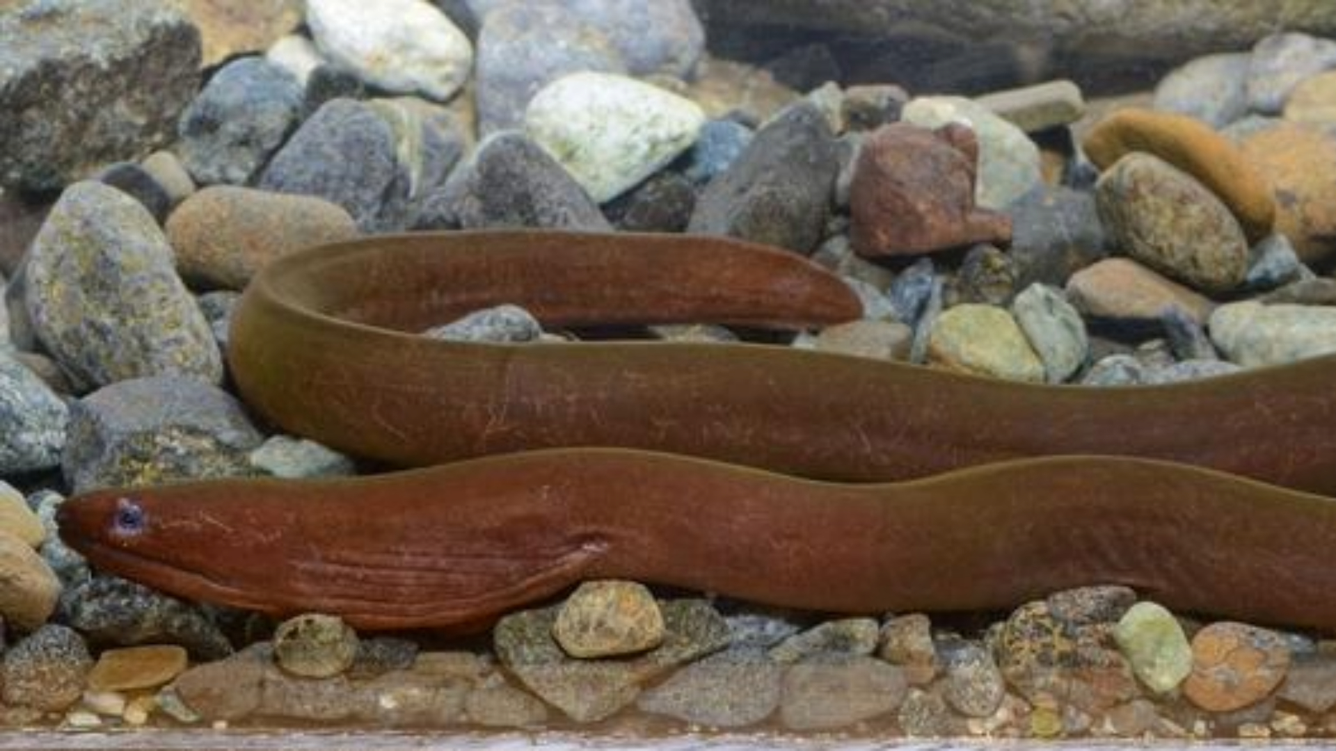 New eel named after ‘god of the underworld’ found in Indo-Pacific ...