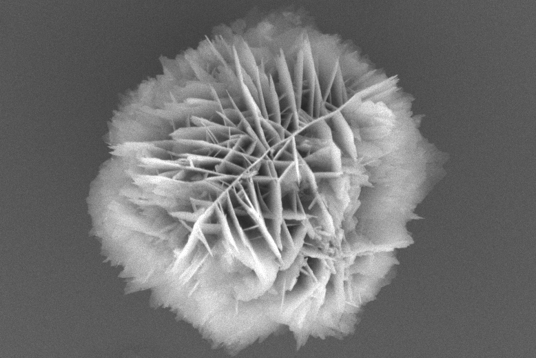 Flower-shaped microscopic particles for targeted drug delivery