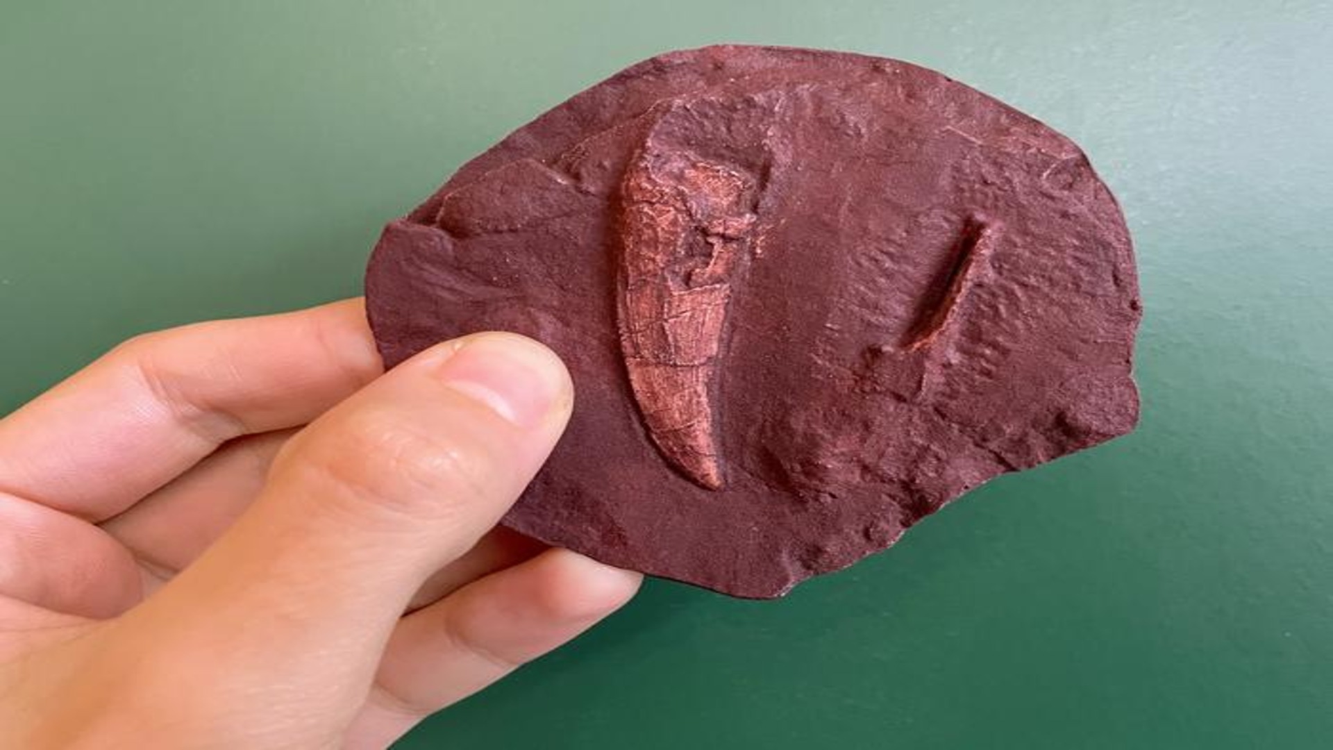 270-million-year-old saber-toothed ‘dog-like’ fossil found in Spain