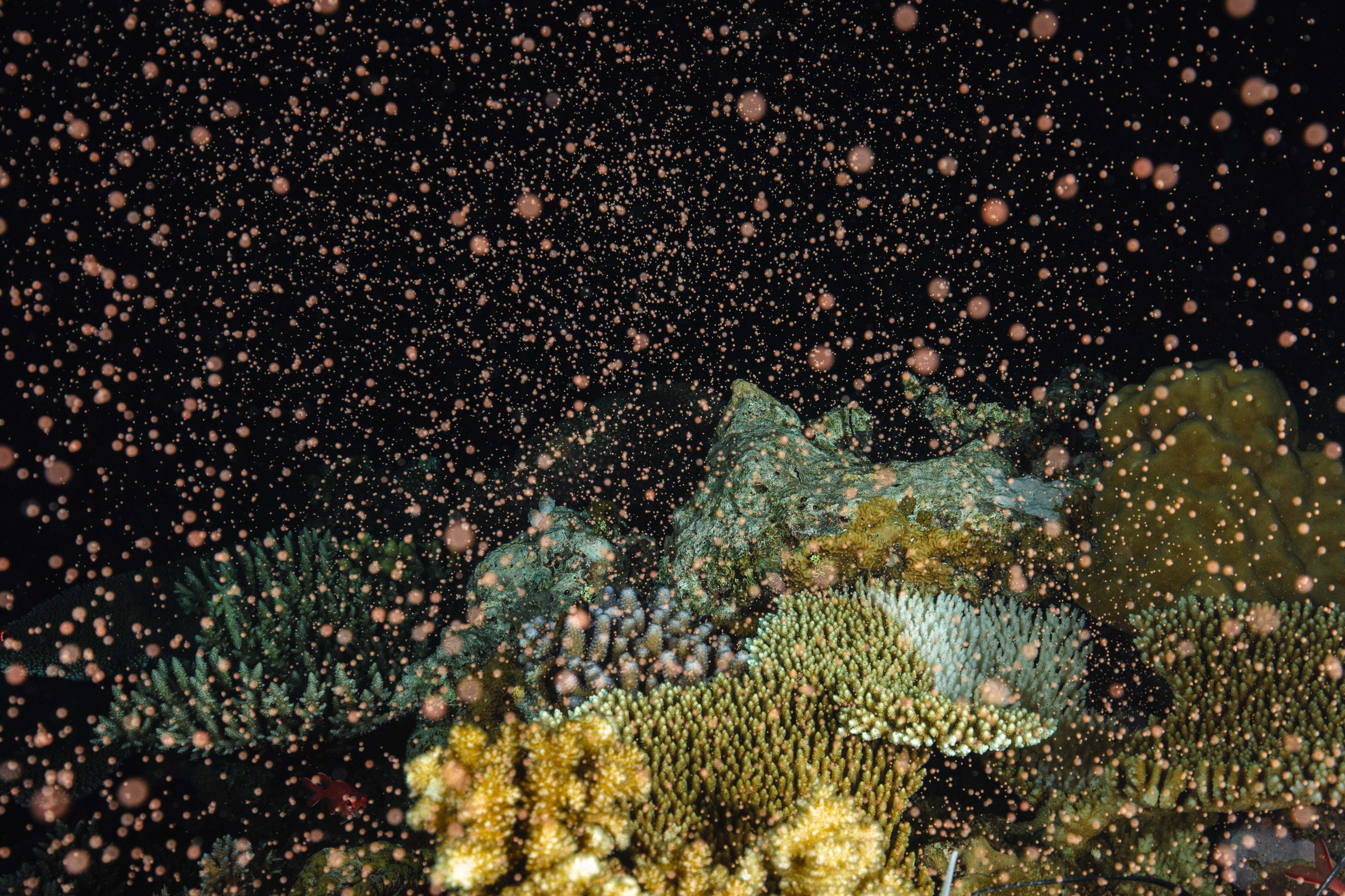 Oceans apart: Corals distant from each other have trouble reproducing