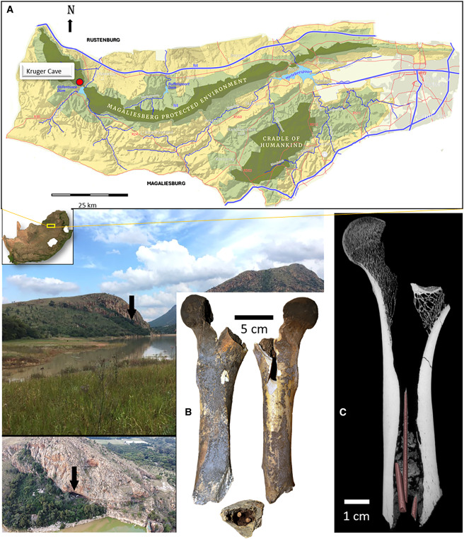 World's oldest multi-component arrow poison discovered in antelope bone