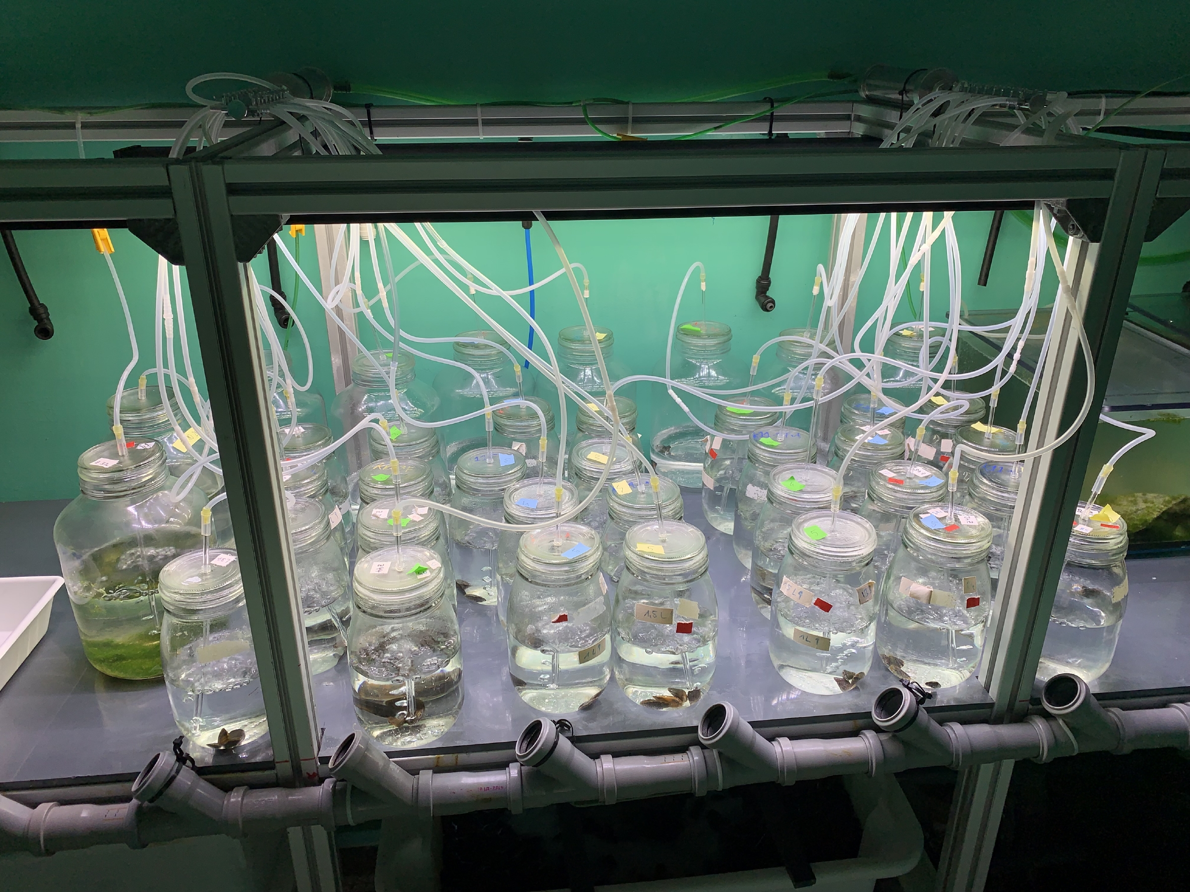 How particles from wind turbines impact mussel habitat and marine life