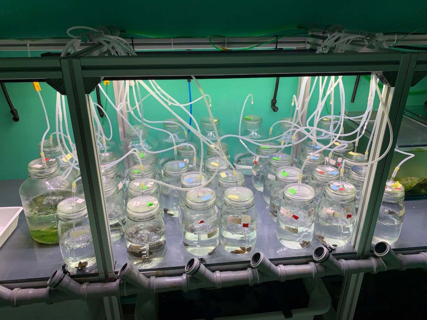 How particles from wind turbines impact mussel habitat and marine life