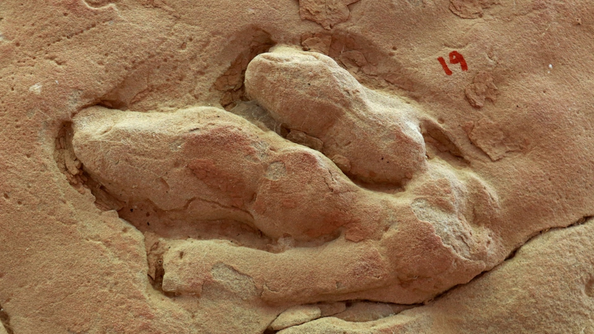 Carnivorous dinosaur footprints from 130 million years ago discovered