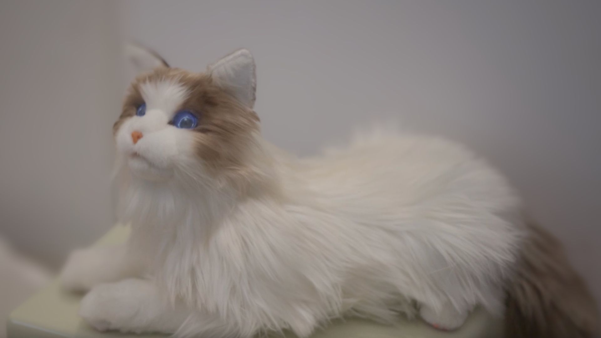 World's first bionic pet cat will purr its way into your heart
