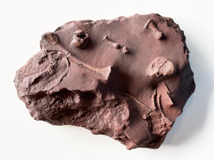 How ancient dog-like predator paved the way for all mammals