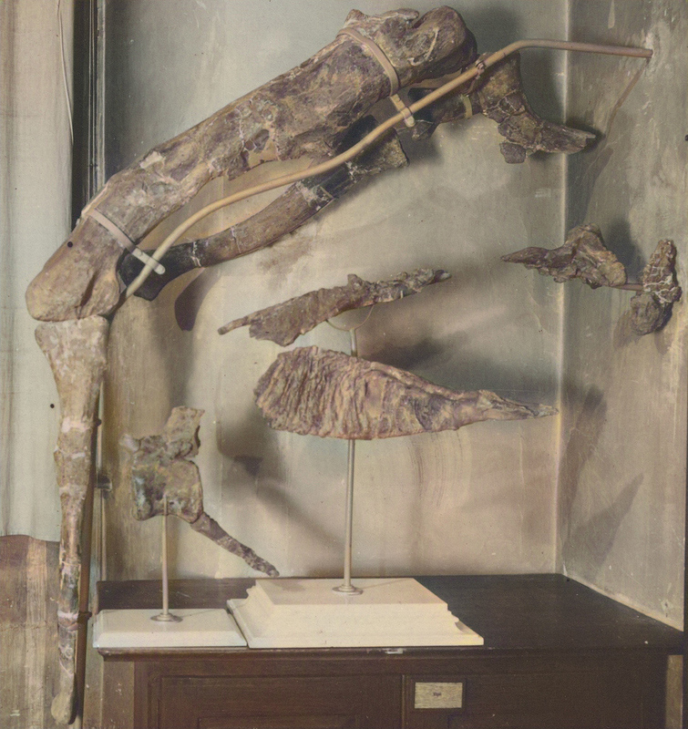 Scientists identify new dinosaur species that lived 95 million years ago