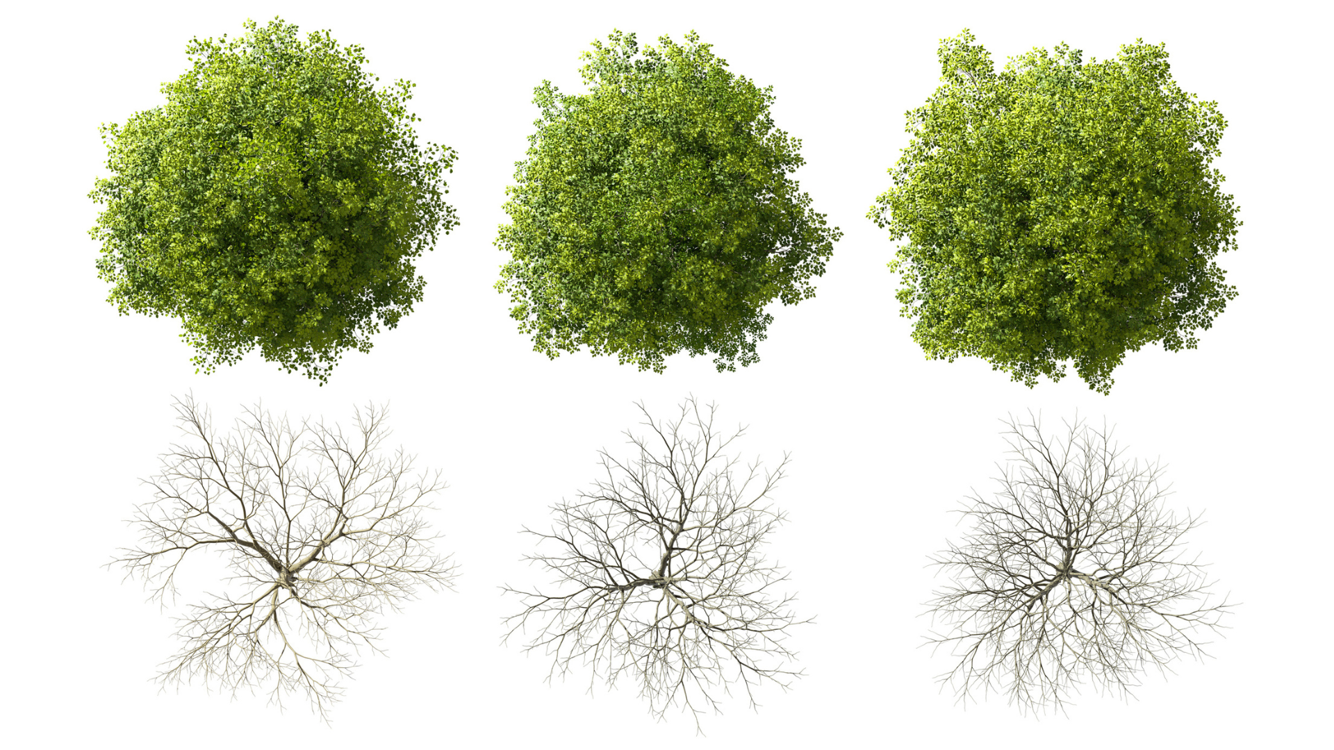 How Ai Can Help With Urban Forest Planning