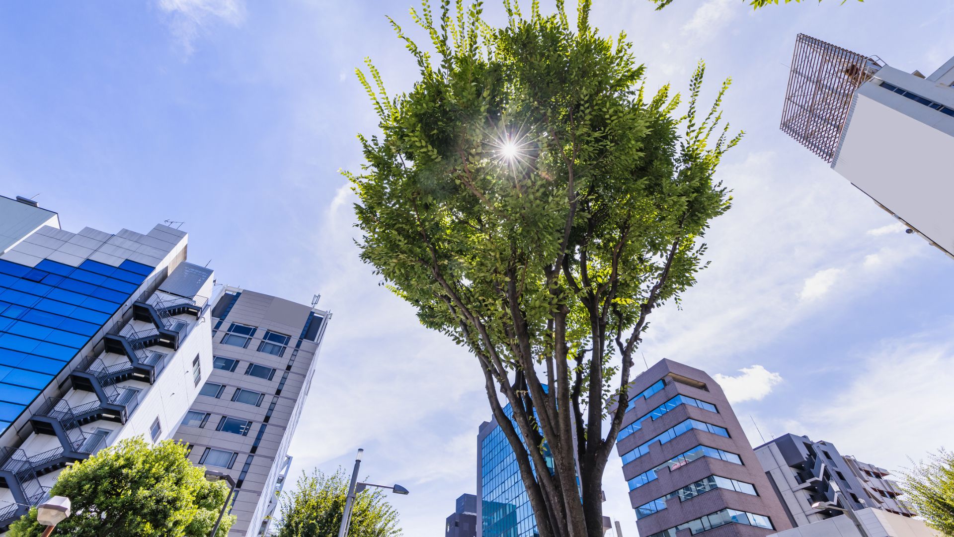 How AI can help with urban forest planning