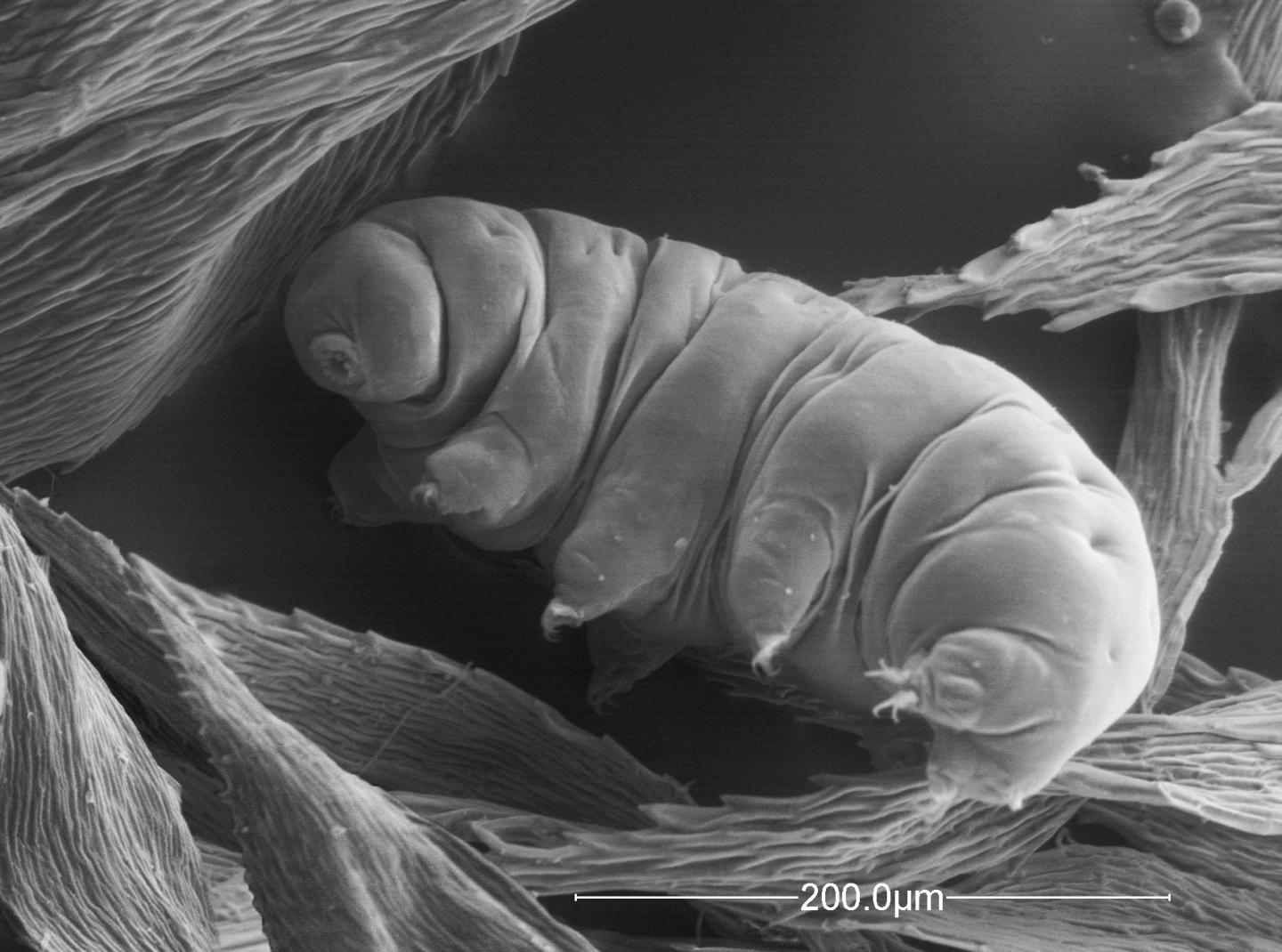 Radiation-proof protein from tardigrades could help cancer patients