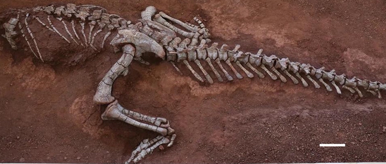 China discovers giant 33-foot dinosaur fossil from Jurassic period