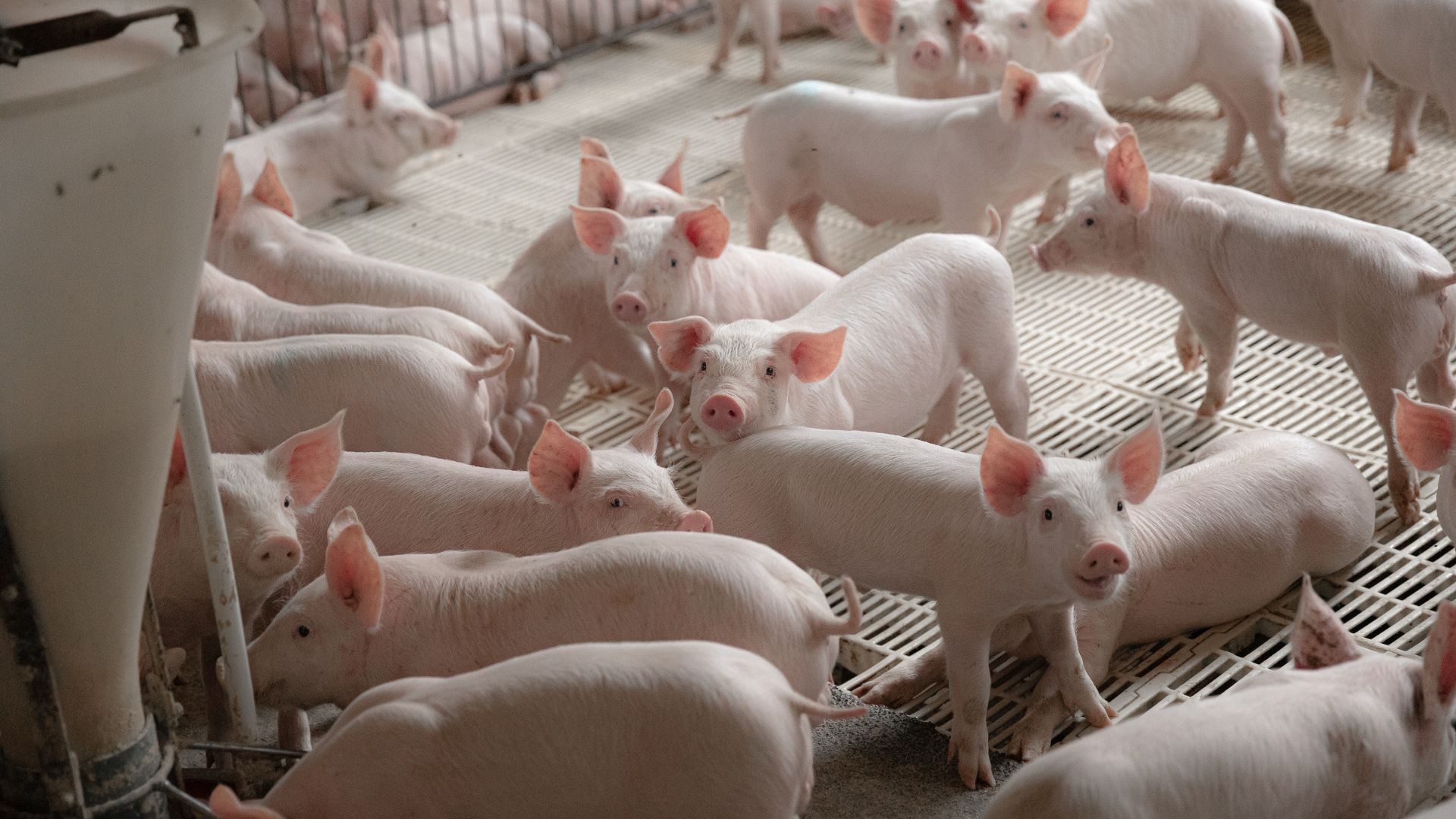 In a 1st, US FDA approves gene-edited pig kidney transplant trials in ...