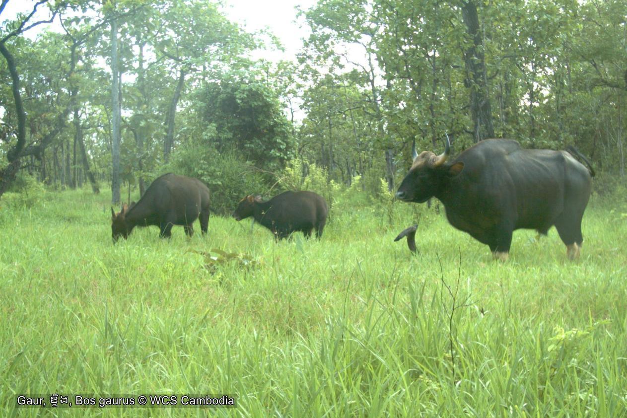 Might of the wild: Here are the 8 largest mammals on Earth