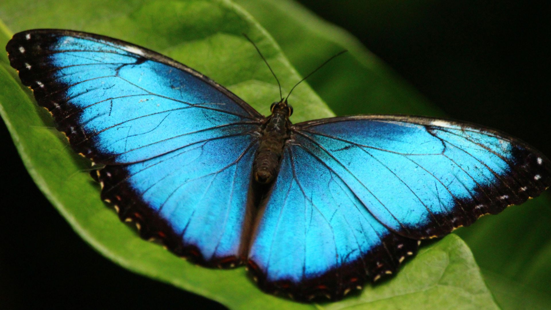 Simple cancer diagnosis breakthrough inspired by blue butterflies