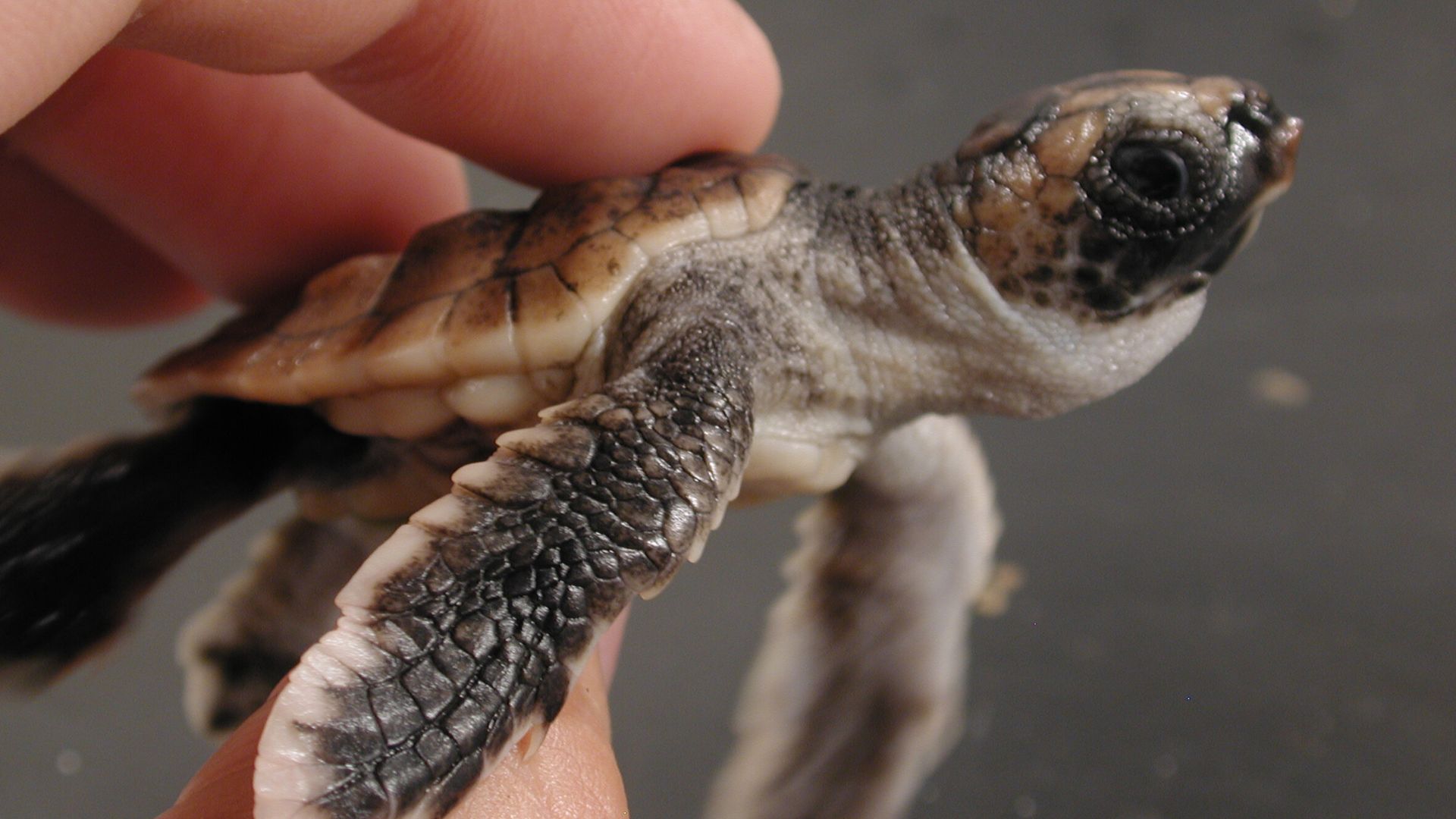 Sea turtles use magnetic power to surf vast oceans for treats, home