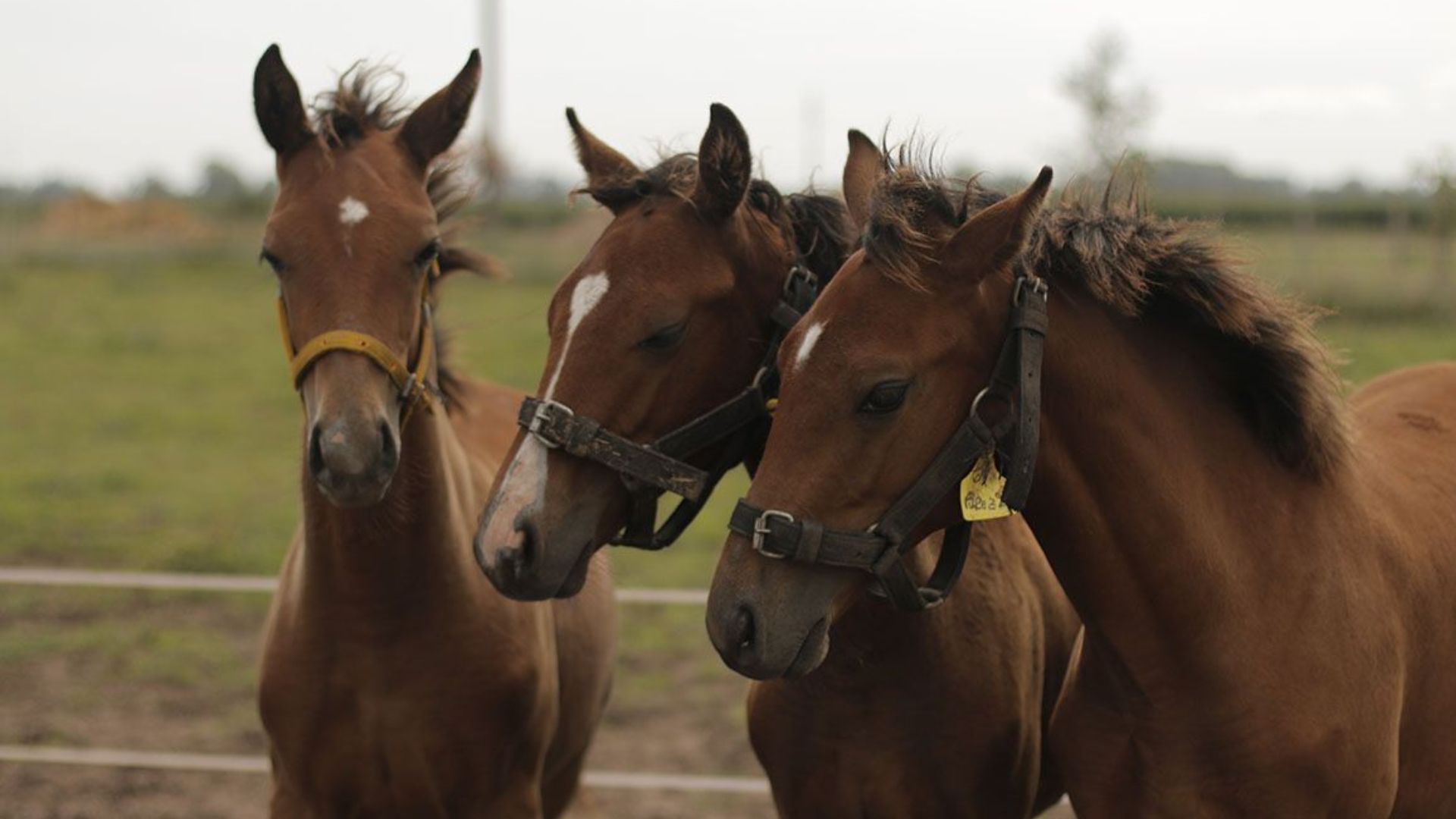 Super polo horses created with gene modifications in a world's first