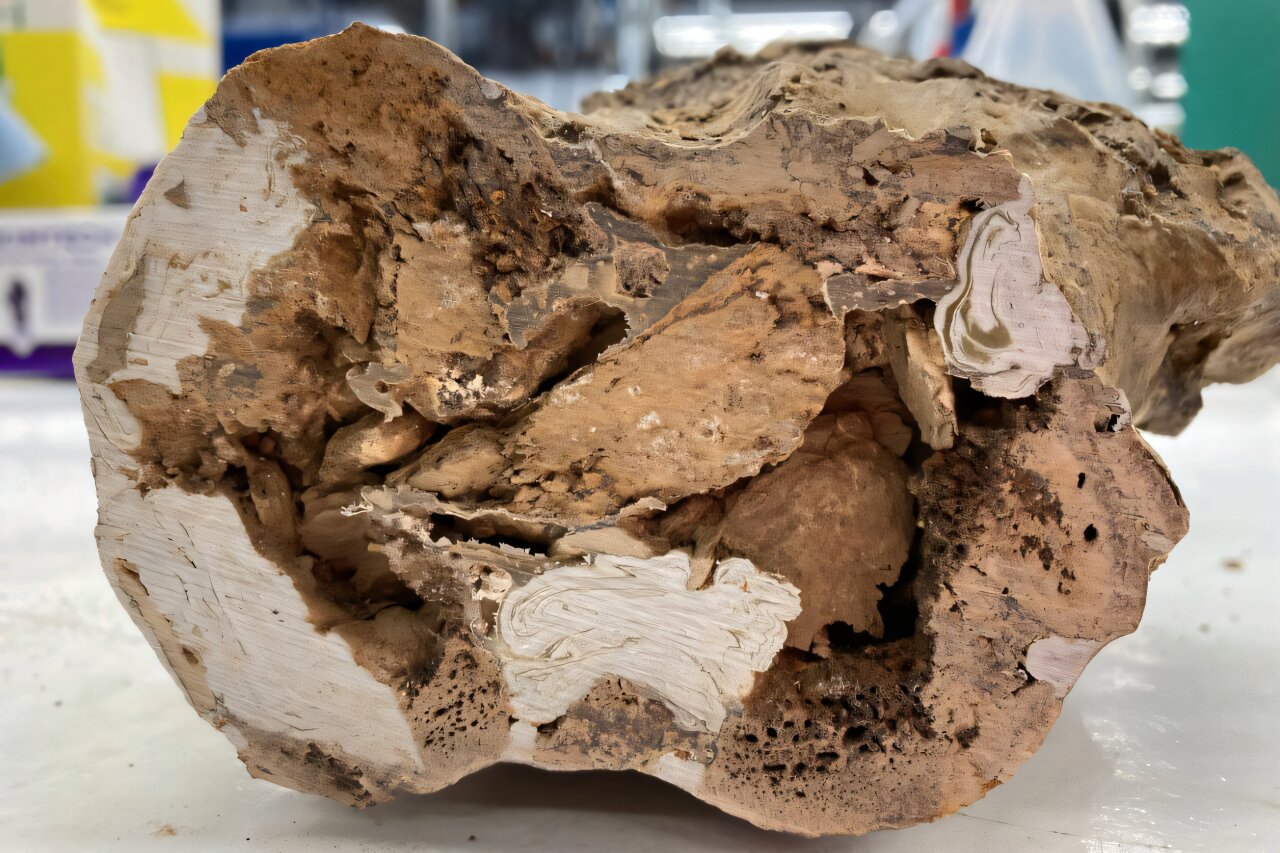 66-million-year-old dinosaur bones reveal decayed collagen proteins