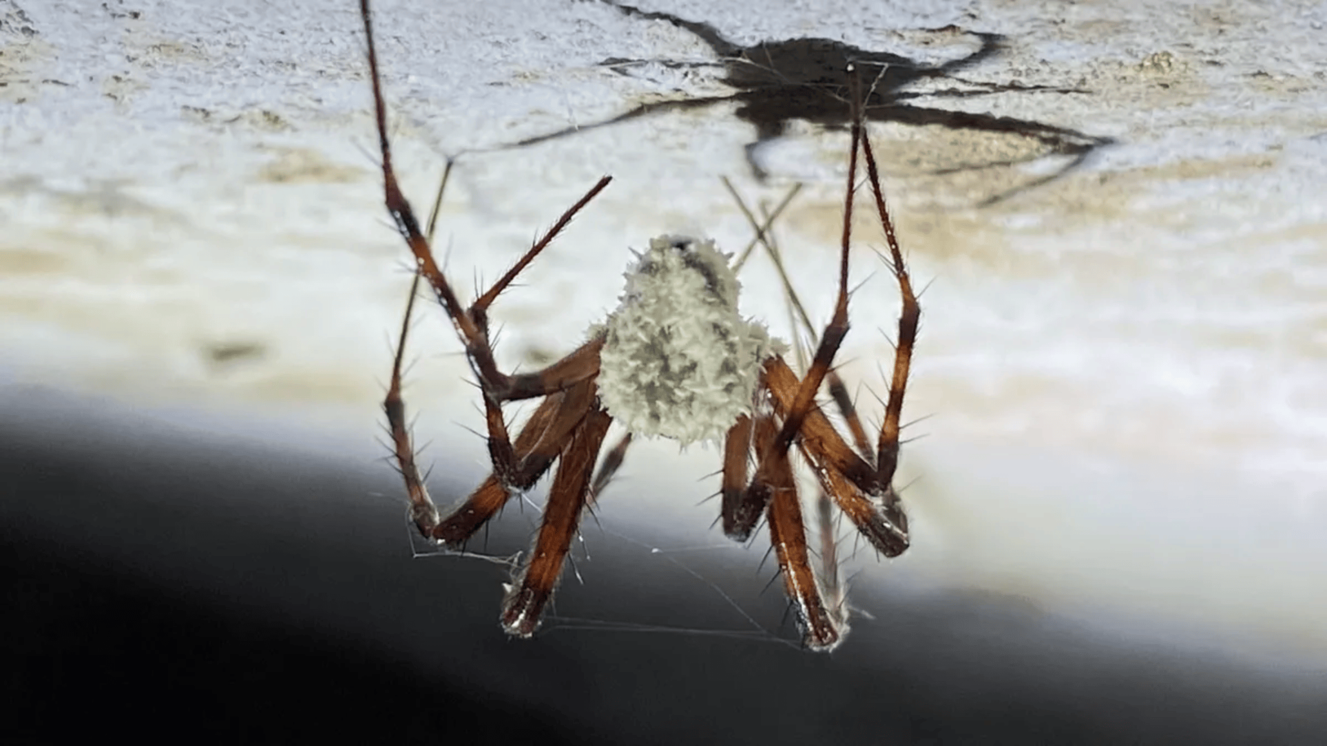 Mind-controlling fungus turns spiders into zombies at Irish castle