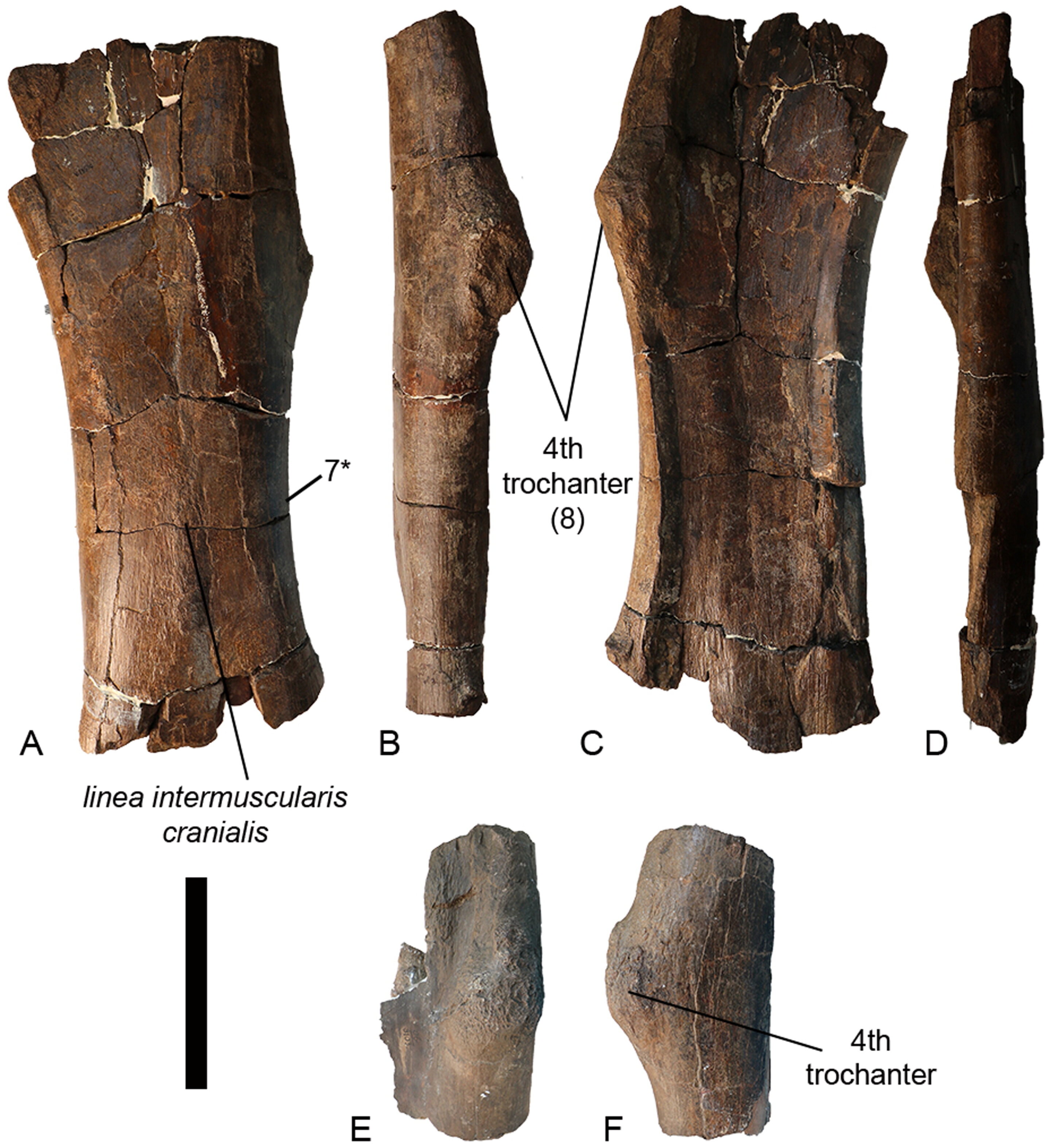 Romania's sauropod fossils challenge 'dwarfism' theory of island dinosaurs
