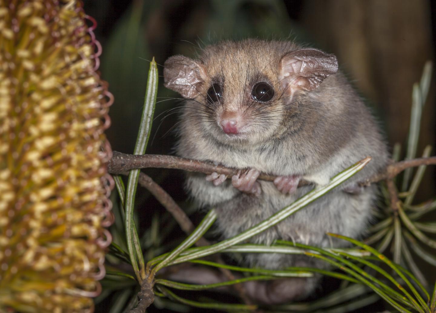 Eight tiny but mighty mammals on Earth that are as cute as a button
