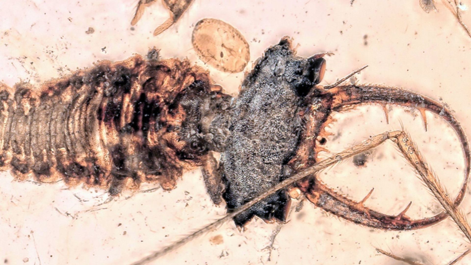 Larvae eyes trapped in 100-million-year-old amber reveal mighty vision
