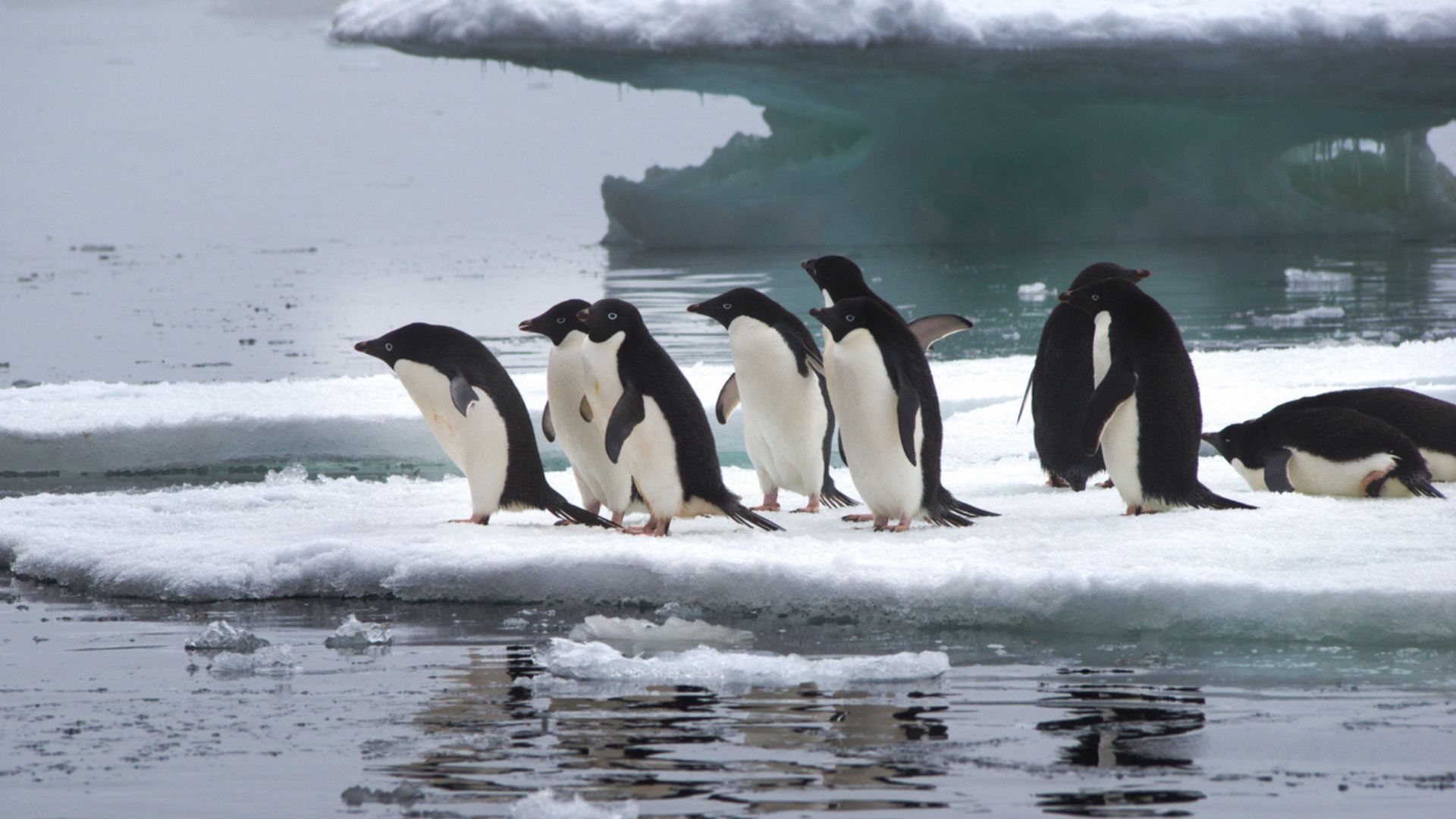 94 billion DNA clues help trace 6,000 years of hidden penguin history