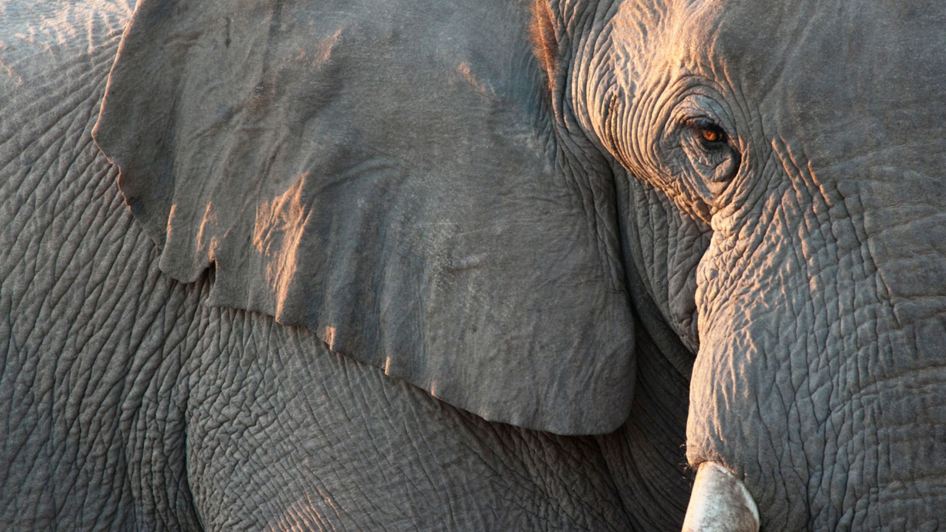 Scientists plan to turn animal poop into species preservation power