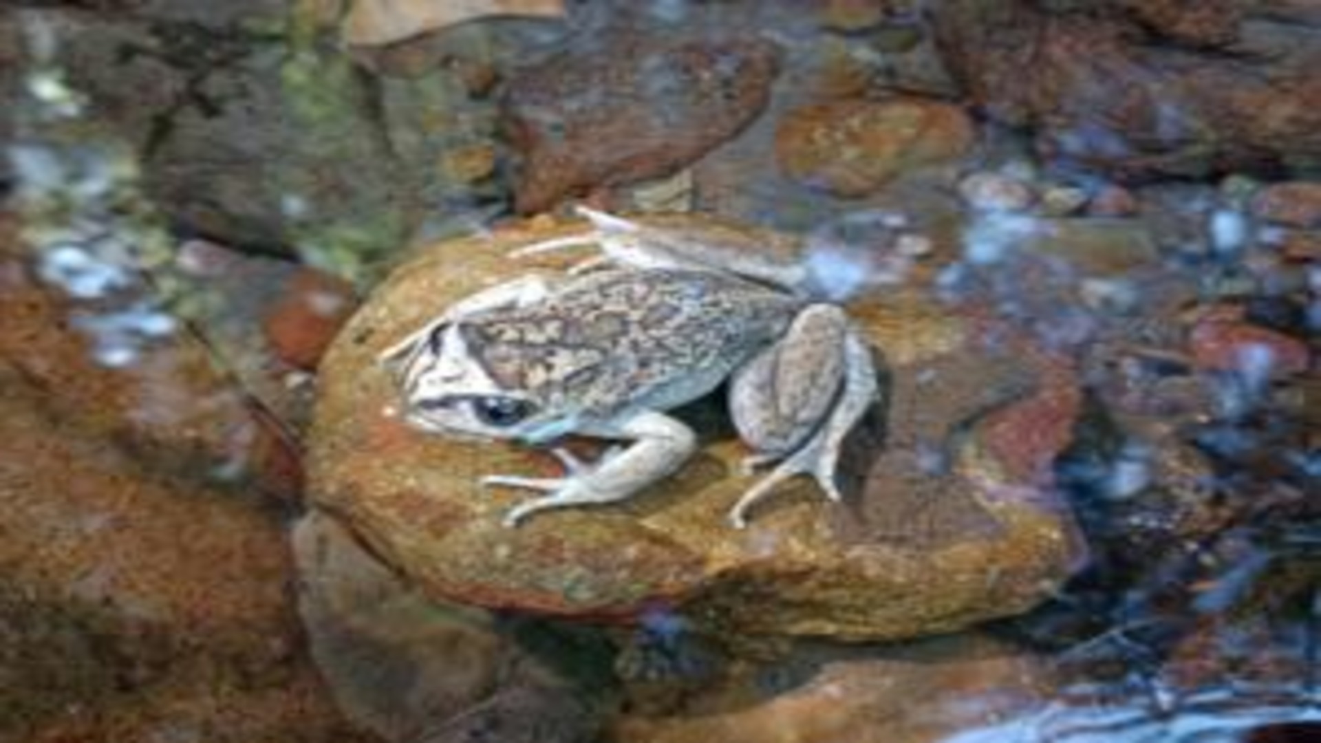 Lost for 130 years, rare Chilean frog species finally found alive