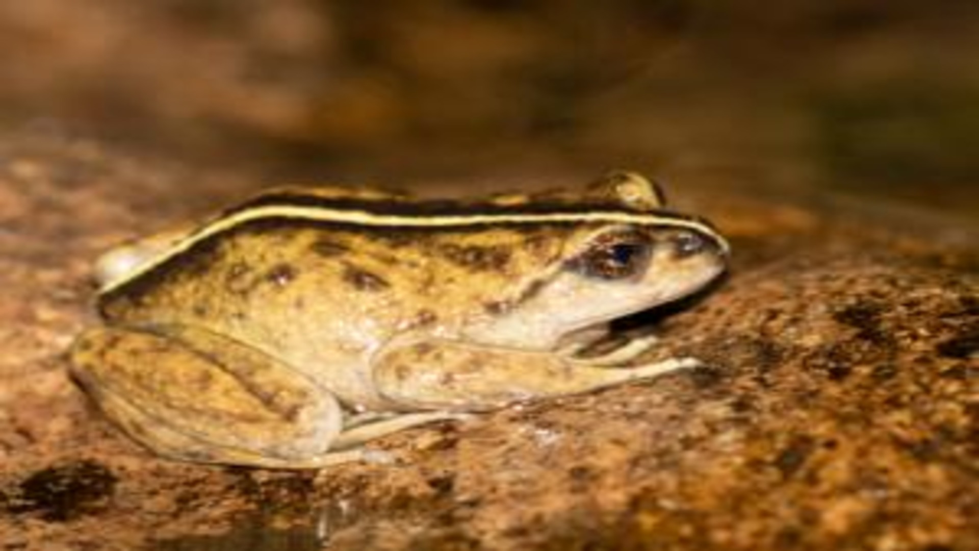 Lost for 130 years, rare Chilean frog species finally found alive