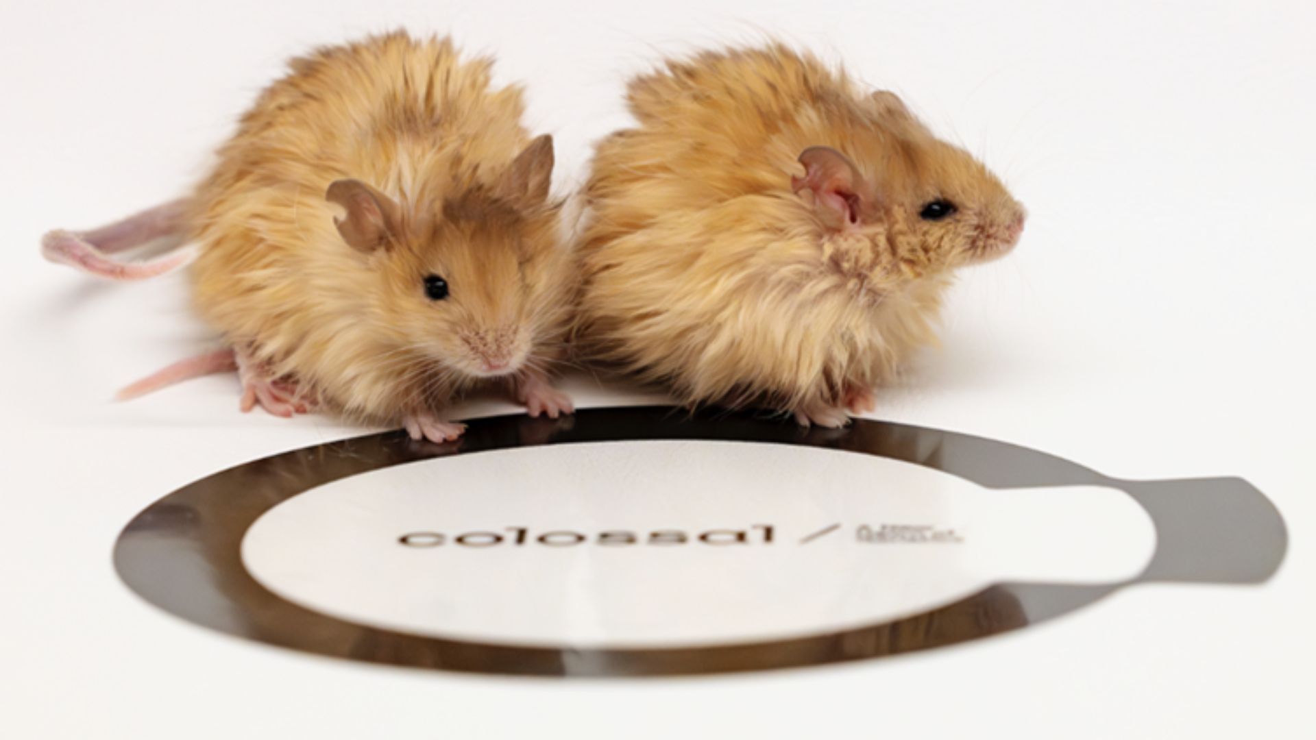 Colossal creates world’s first ‘woolly mice’ from mammoth genes