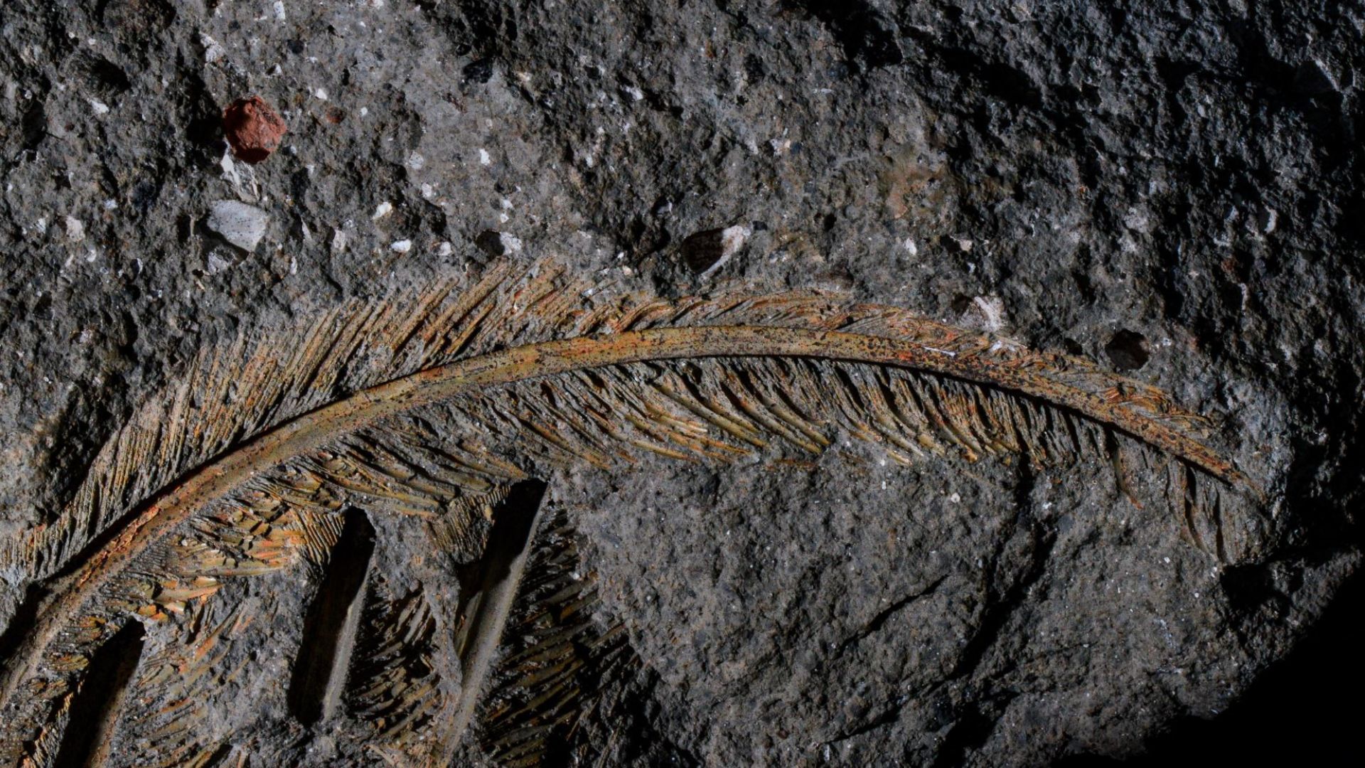 Fossil of 30,000-year-old well-preserved vulture with feathers found