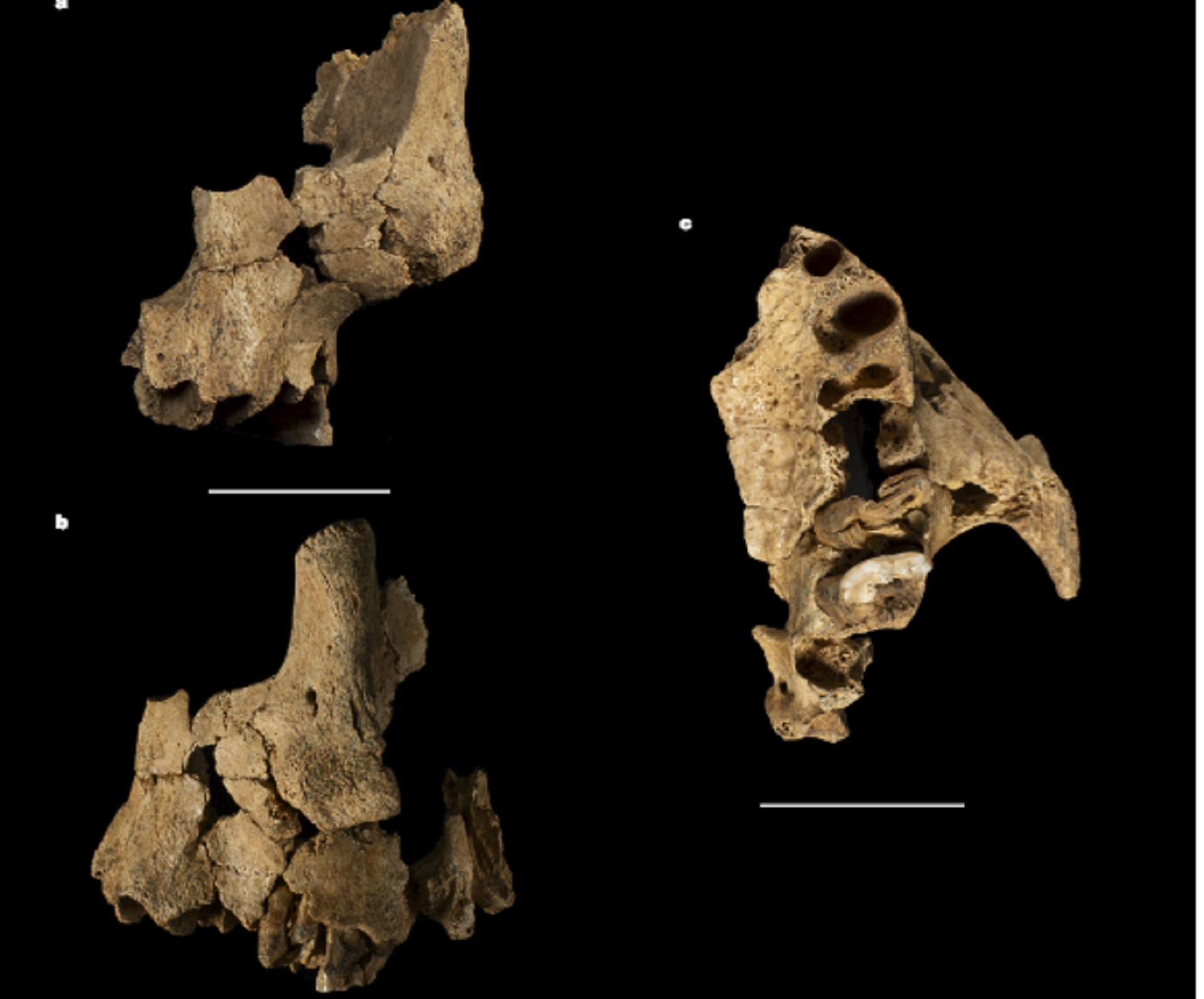 'Pink’: 1.4-million-year-old fossil confirmed as earliest human face
