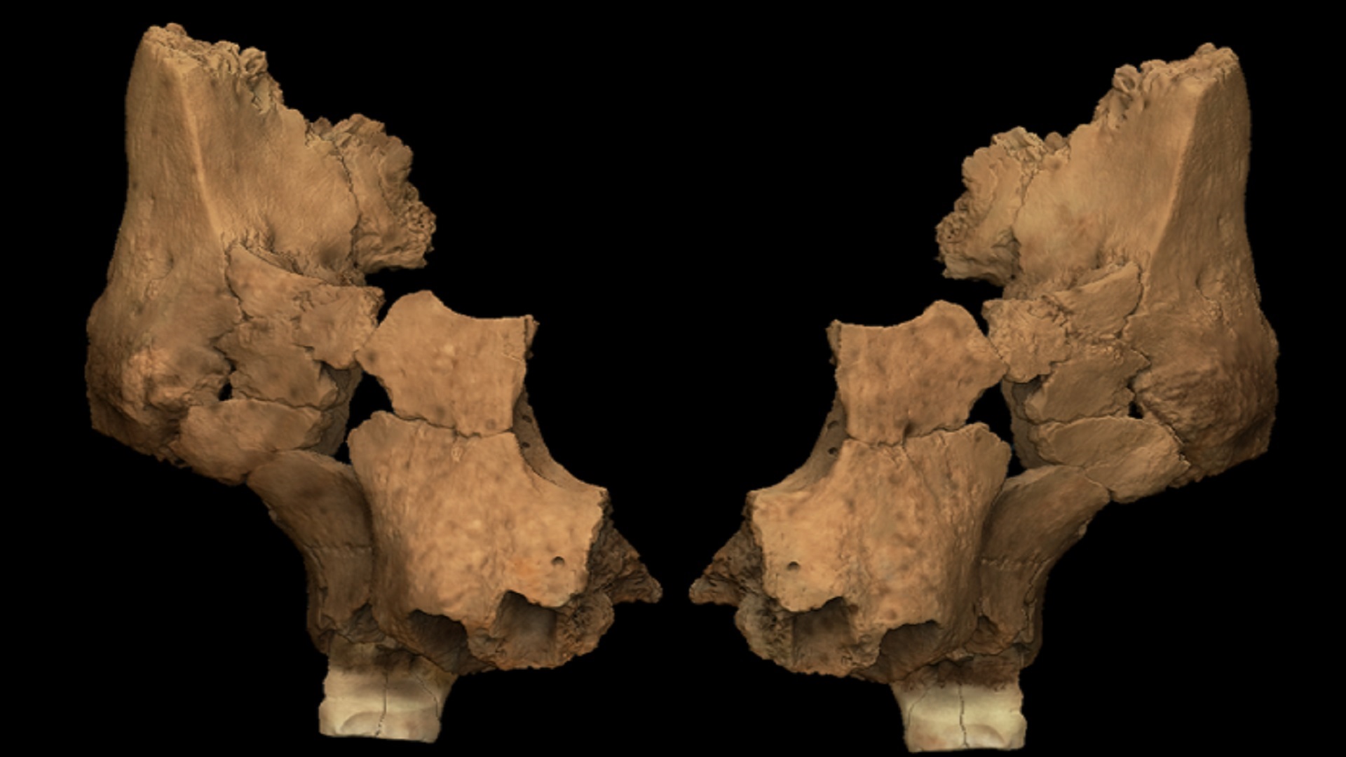 'Pink’: 1.4-million-year-old fossil confirmed as earliest human face