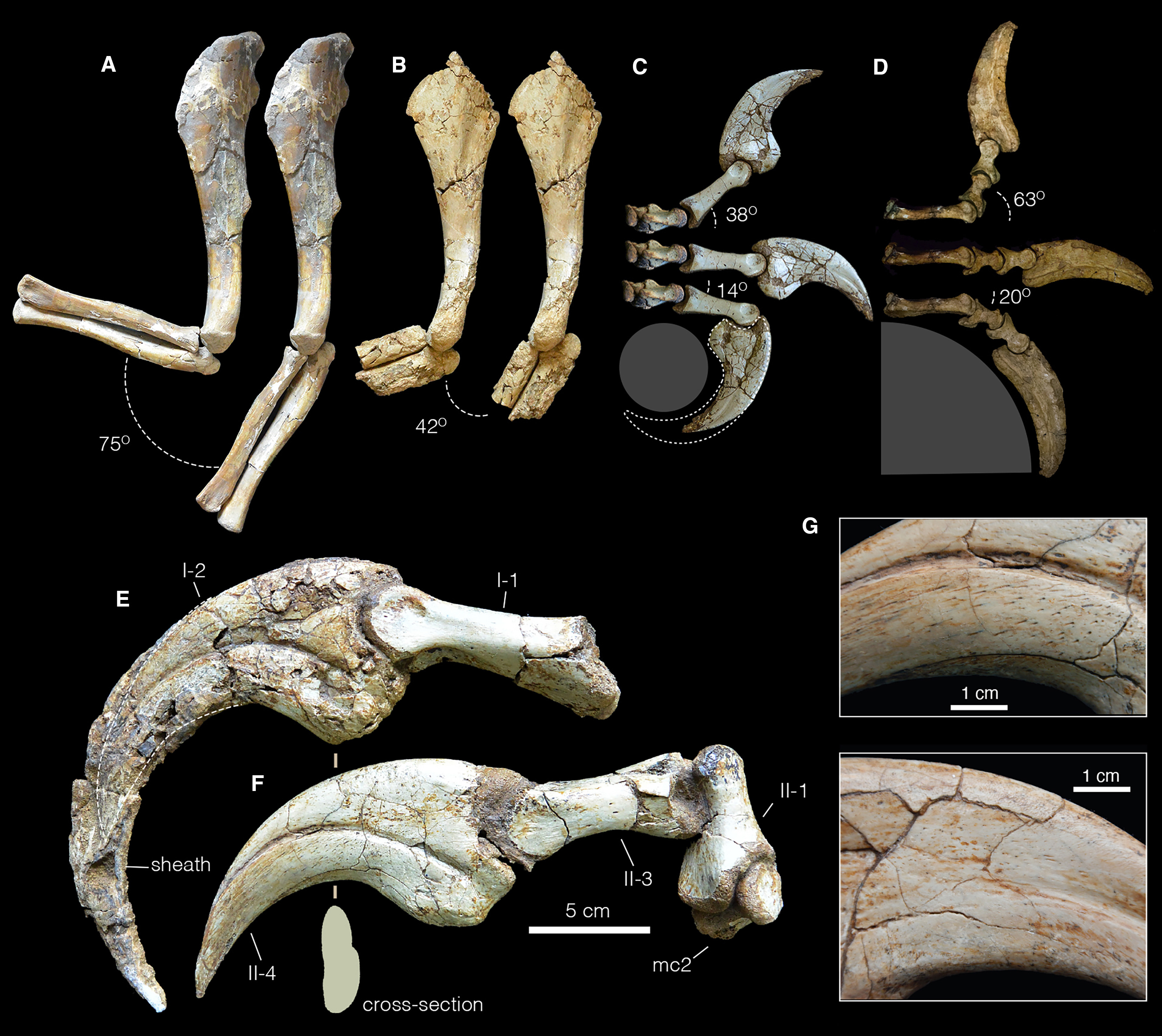 New giant two-clawed dinosaur discovered in Mongolia stuns experts