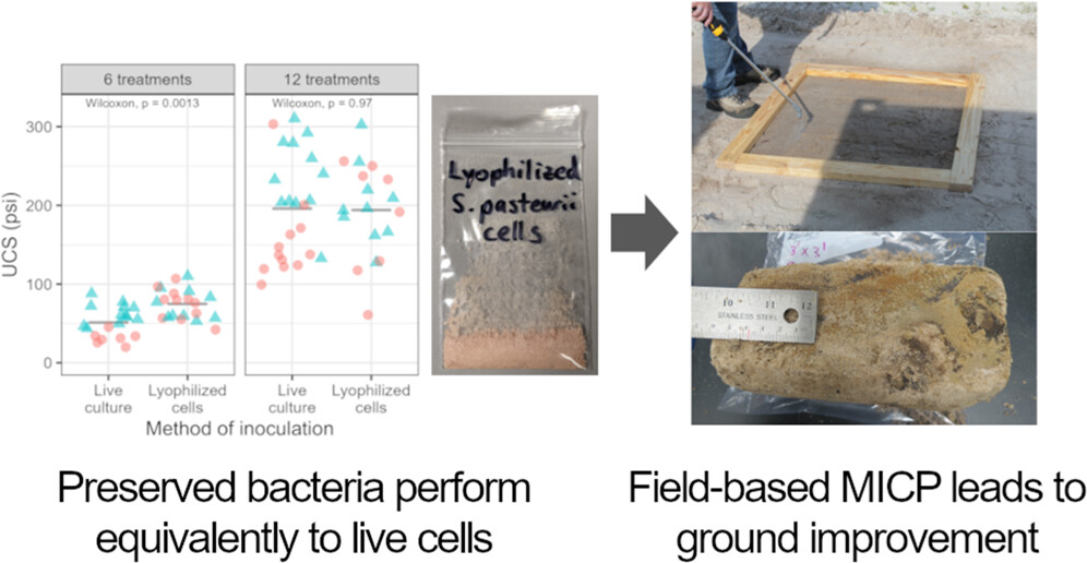 Biocement in packet: Freeze-dried bacteria strengthens soil in 24 hours